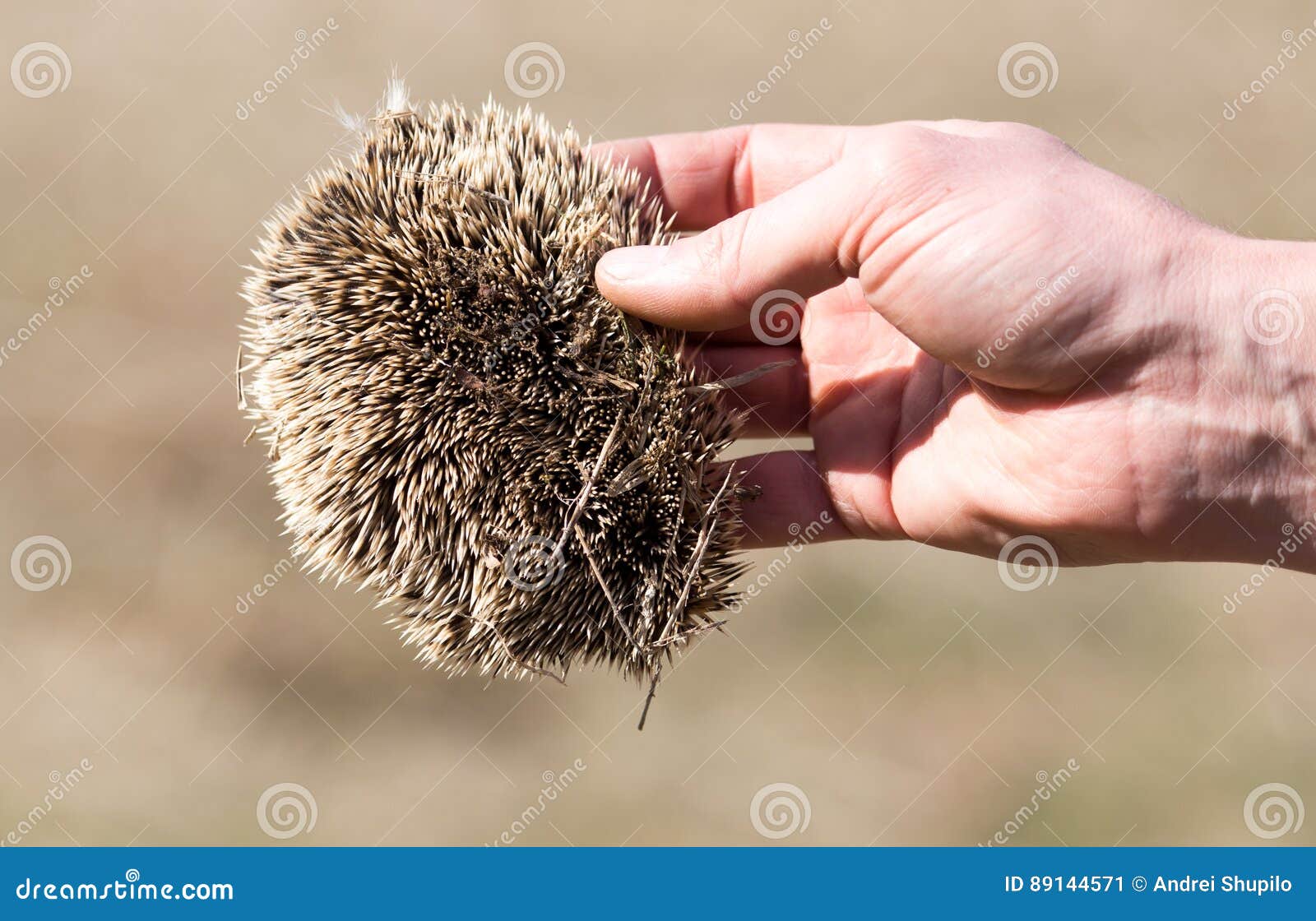 Hedgehog Skin in His Hand Outdoors Stock Image - Image of fingers, tool ...