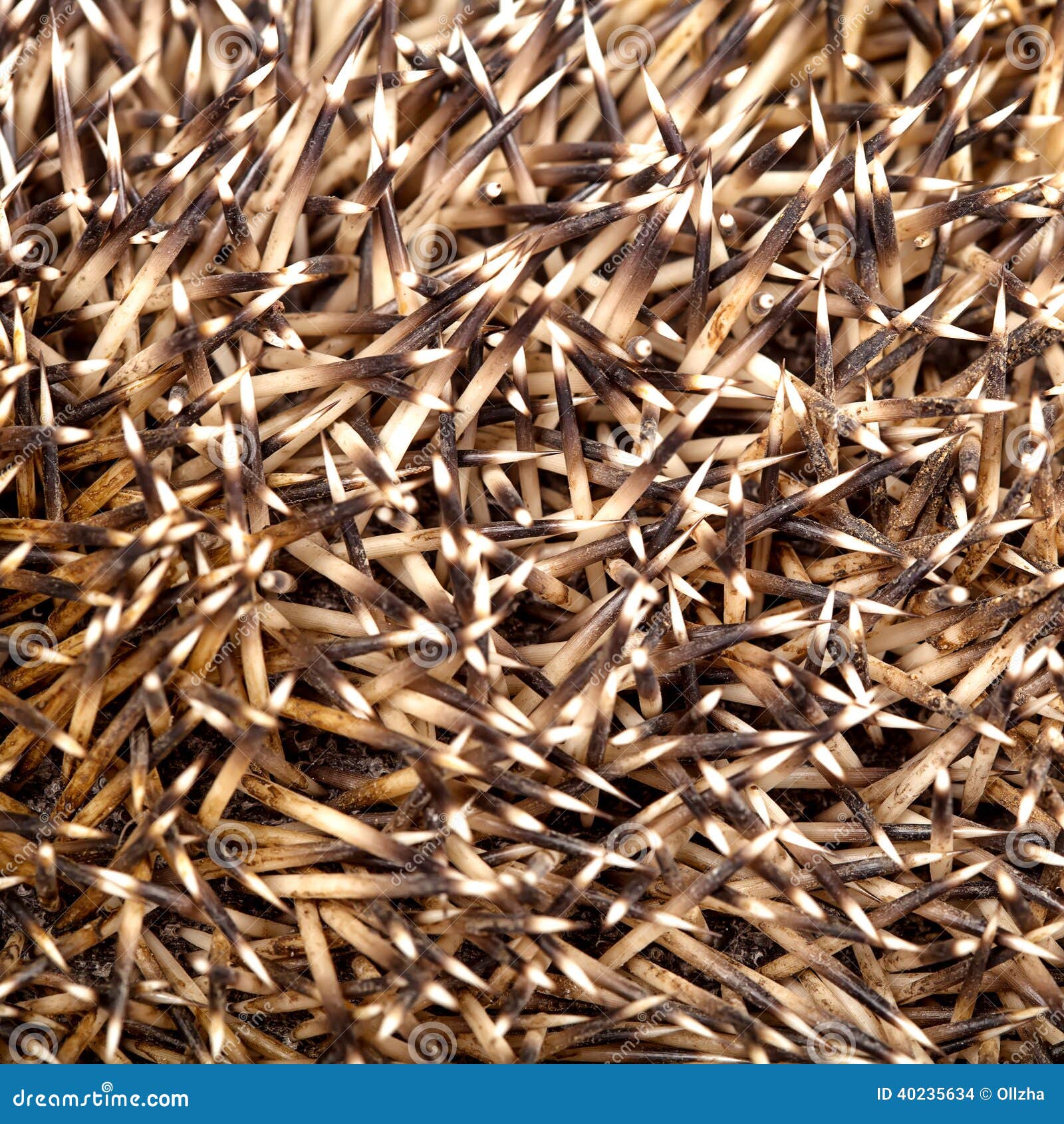 Hedgehog Skin Needles Texture Closeup Stock Photos - Free & Royalty ...