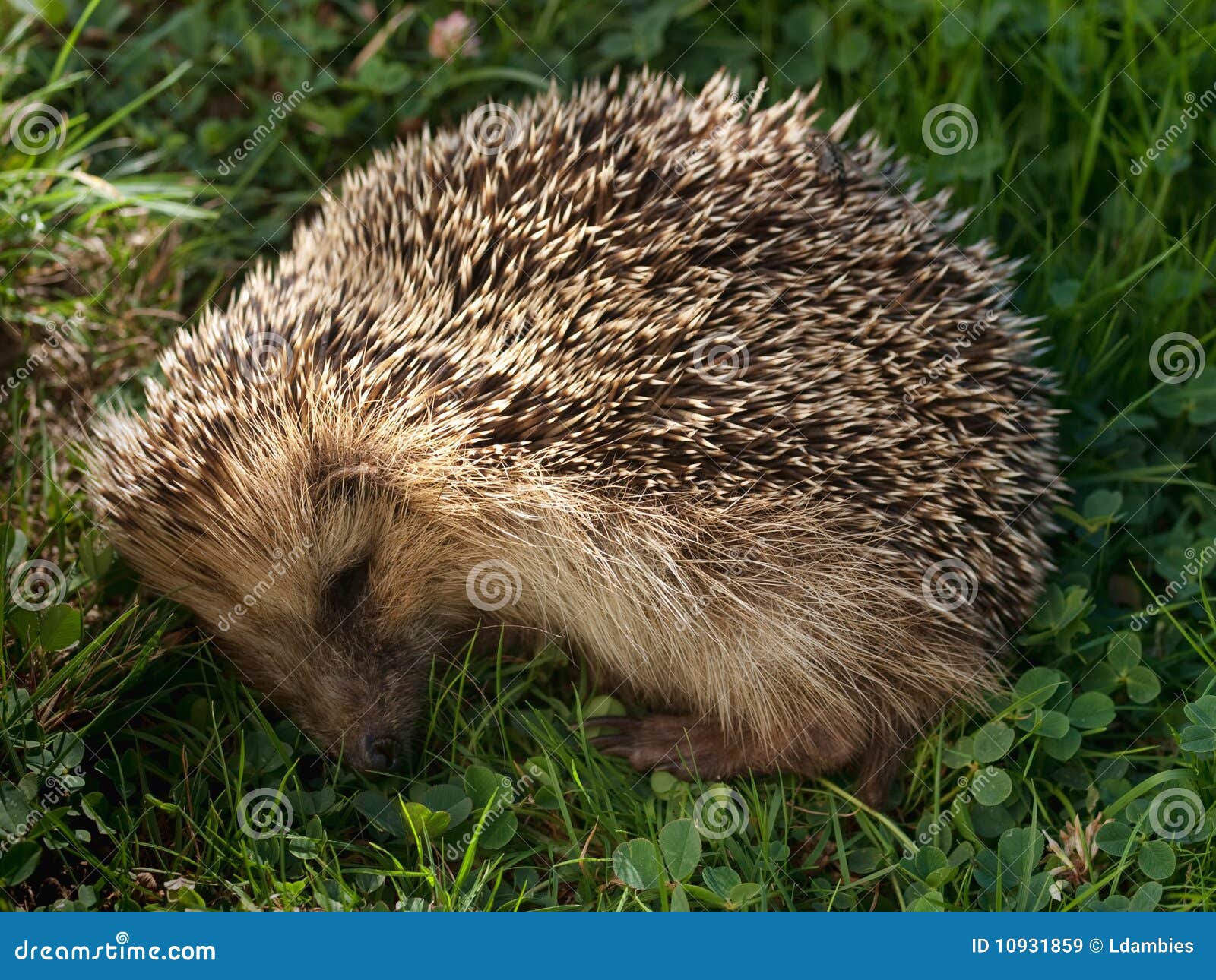 Hedgehog sleeping stock image. Image of protection, lazy - 10931859