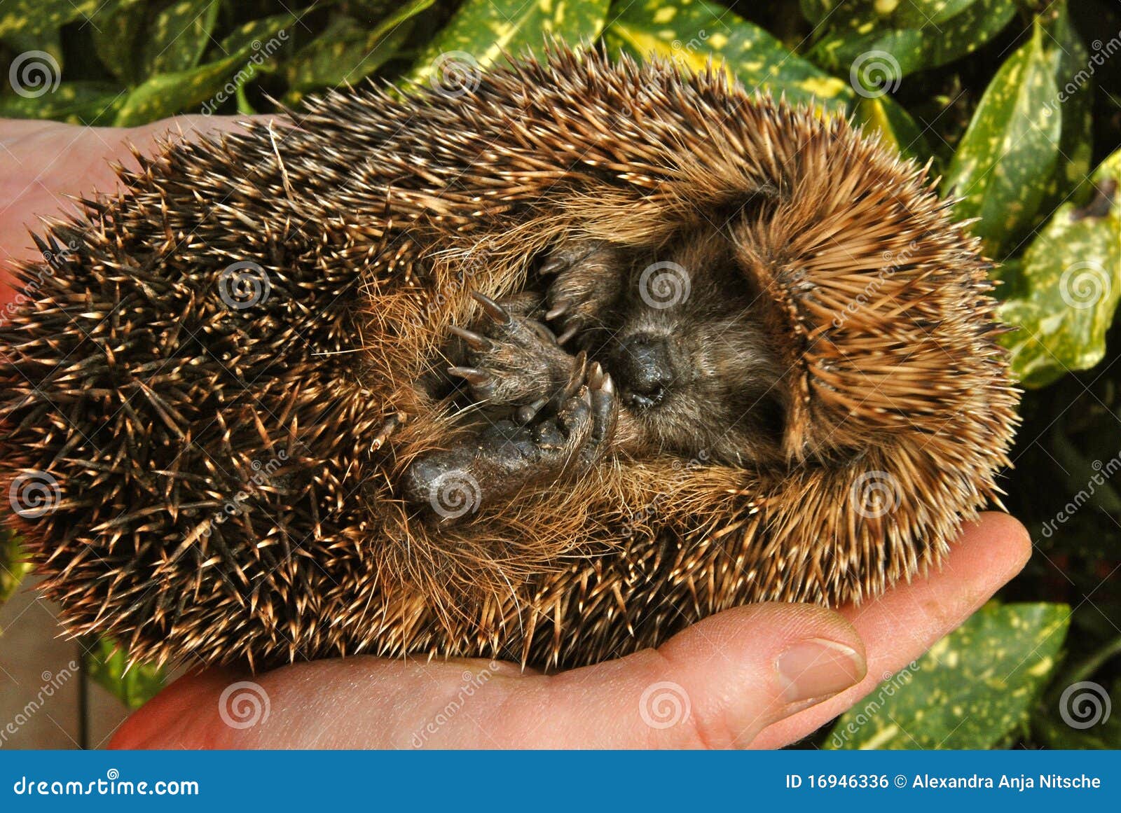 Hedgehog sleeping stock photo. Image of hybernation, winter - 16946336