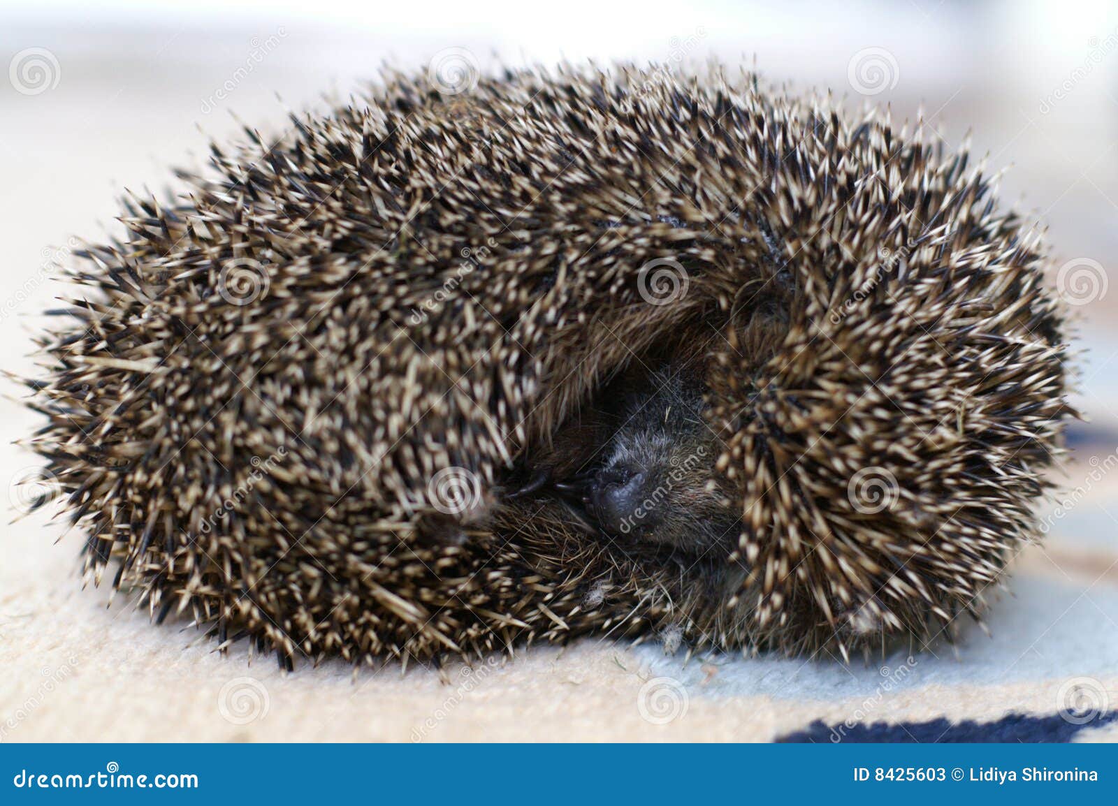 The hedgehog sleeps stock image. Image of spine, ecology - 8425603