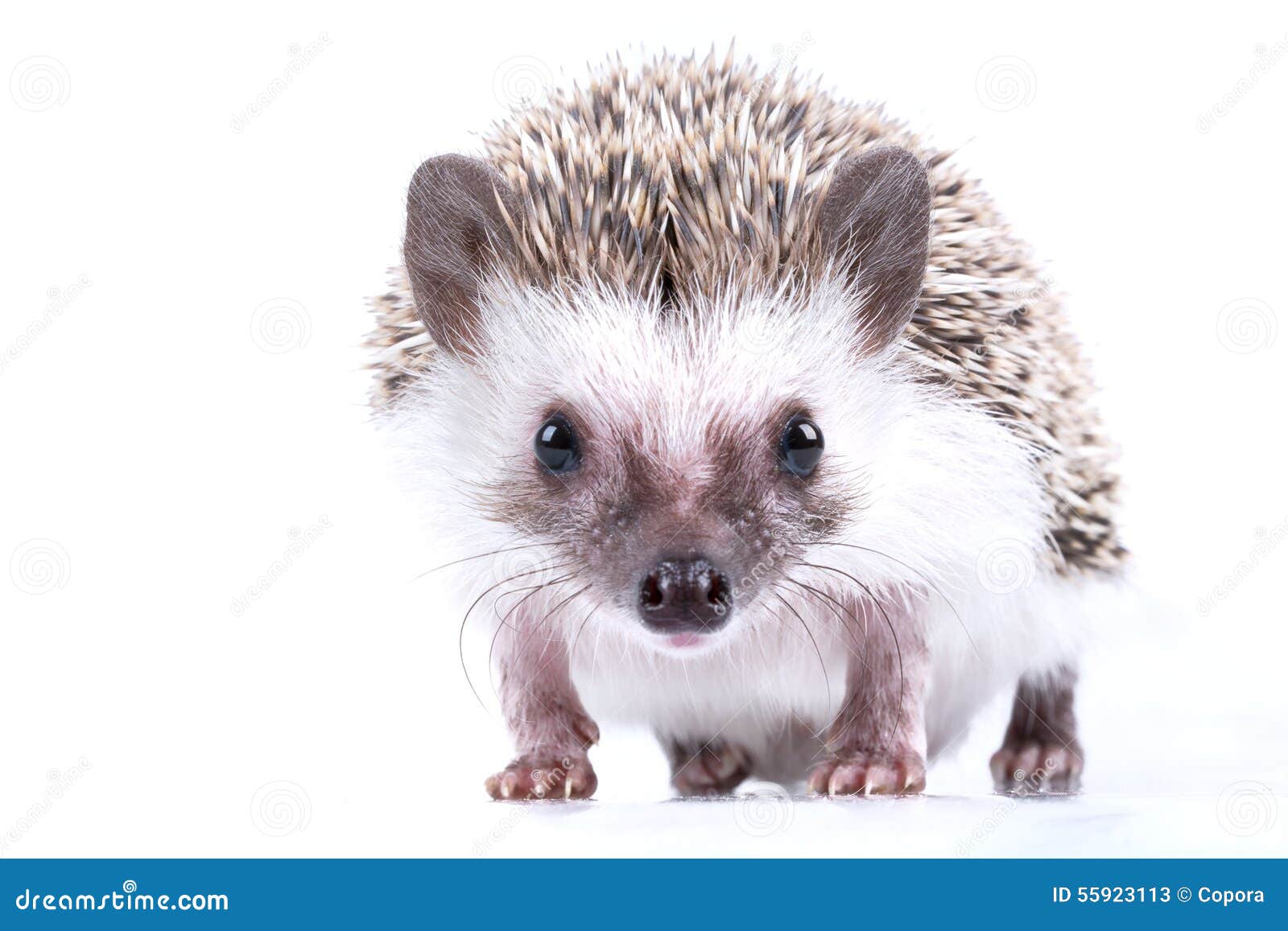 Male Hedgehog Anatomy