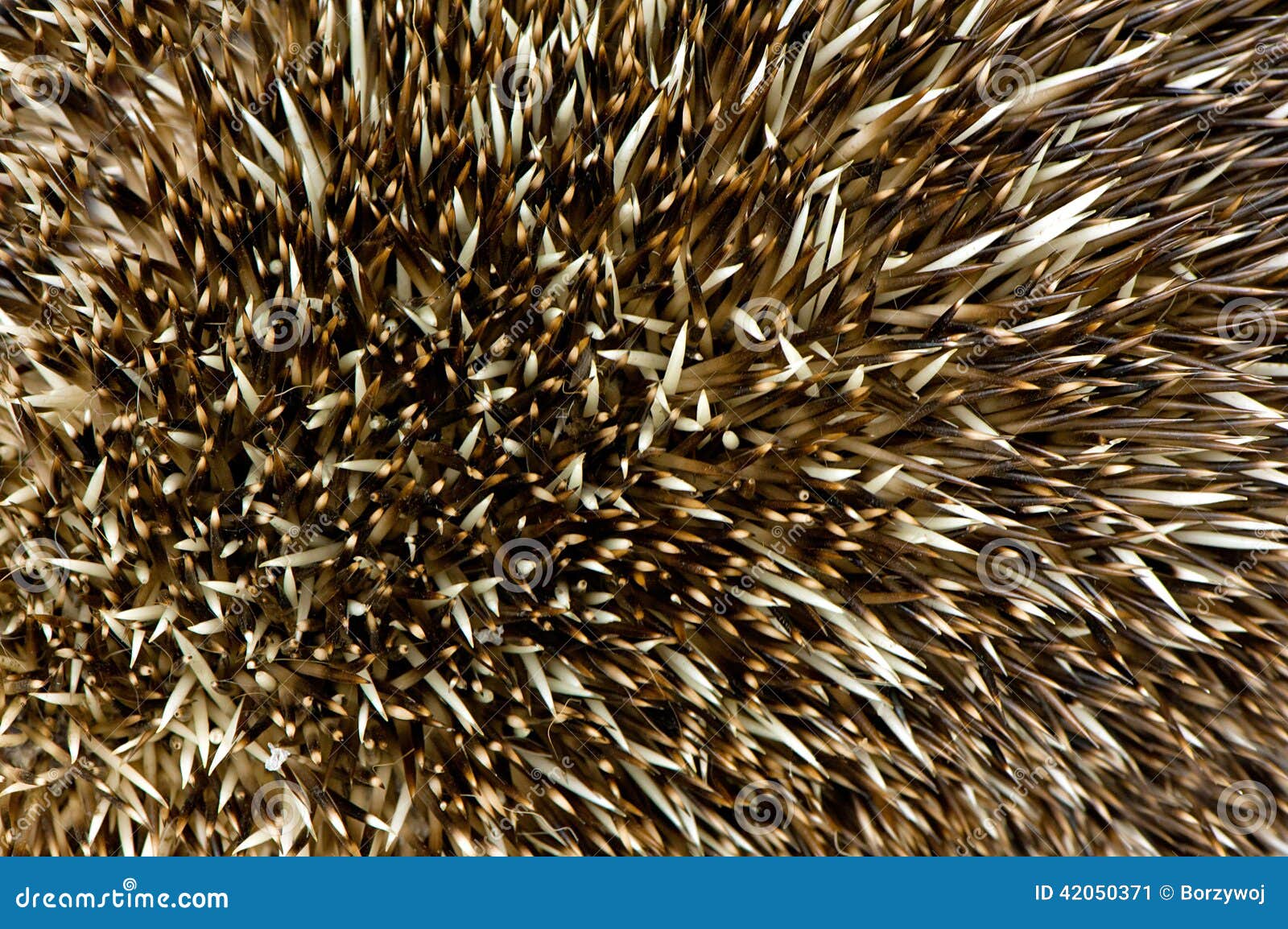 Hedgehog Spikes Stock Photo - Image: 42050371