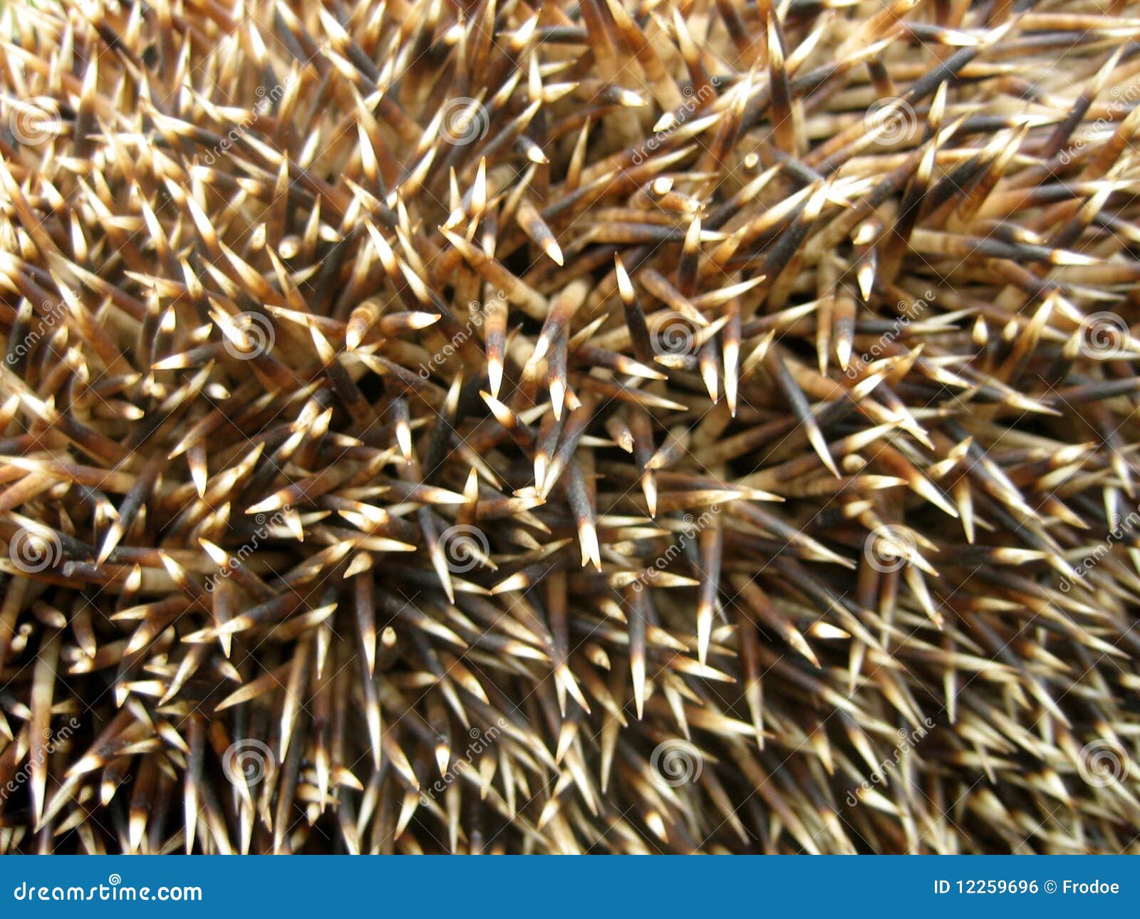 Hedgehog spines stock photo. Image of hedgehog, wildlife - 12259696