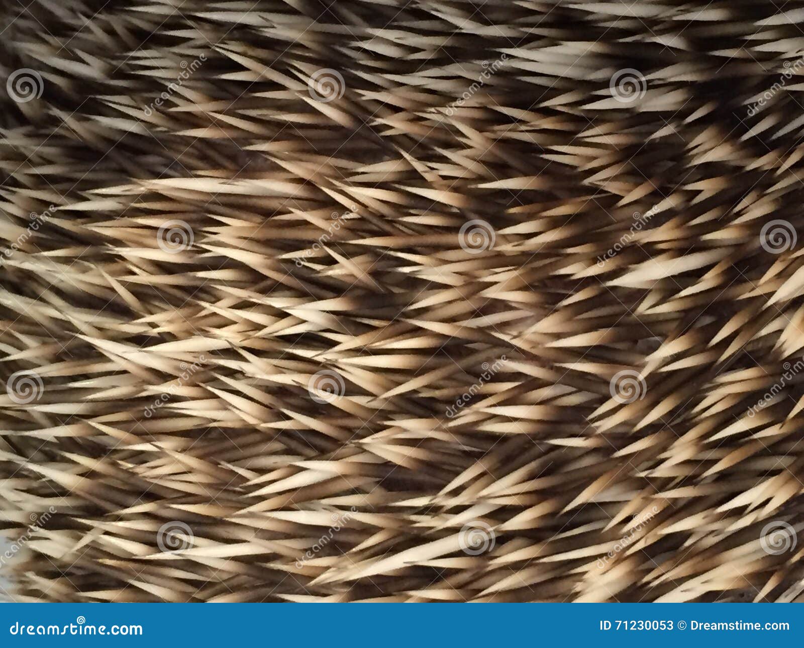 Hedgehog Spines stock image. Image of brown, close, quills - 71230053