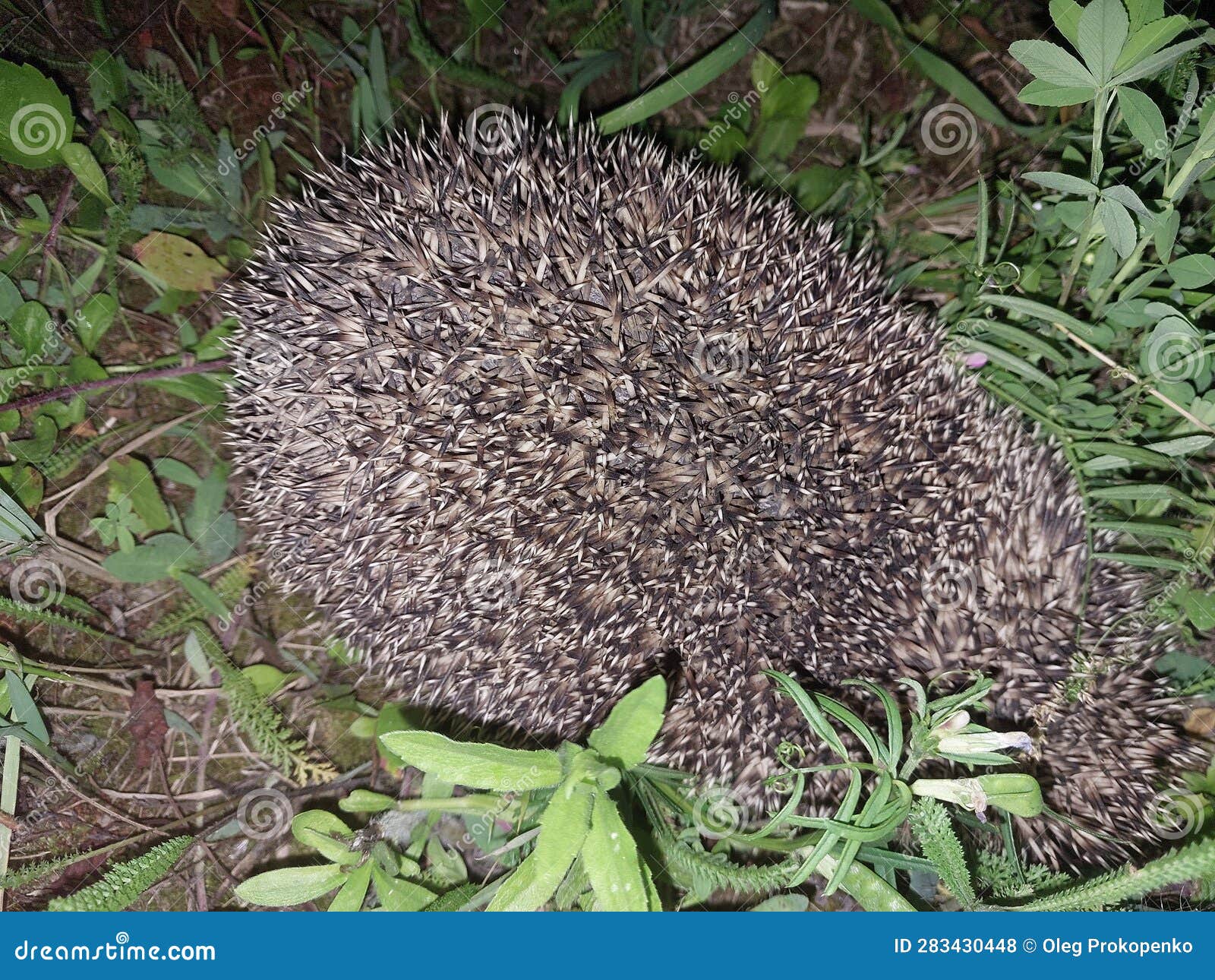 Hedgehog Spines at Night in the Garden Stock Photo - Image of erinaceus ...