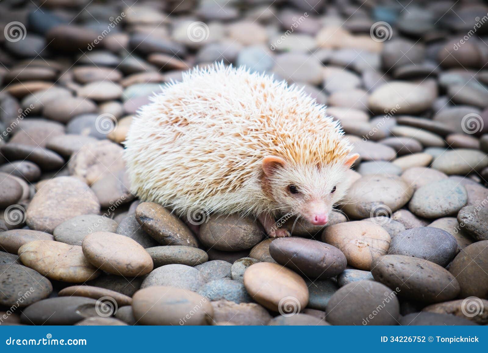 Hedgehog on stack of rock stock photo. Image of front - 34226752