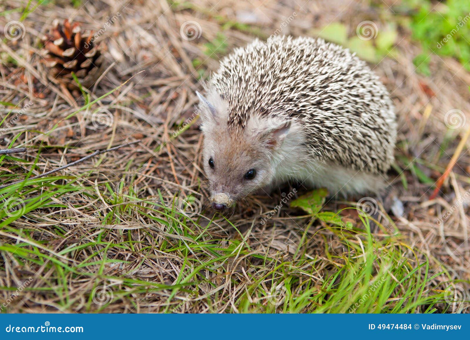 Hedgehog in Their Natural Habitat Stock Photo - Image of prickly ...