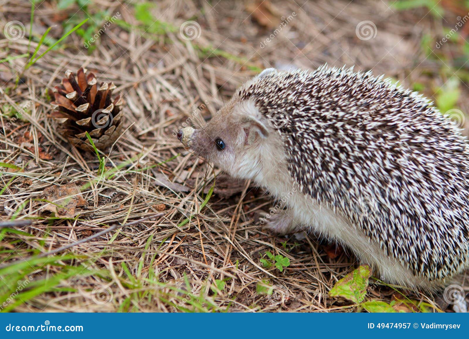 Hedgehog in Their Natural Habitat Stock Image - Image of forest ...