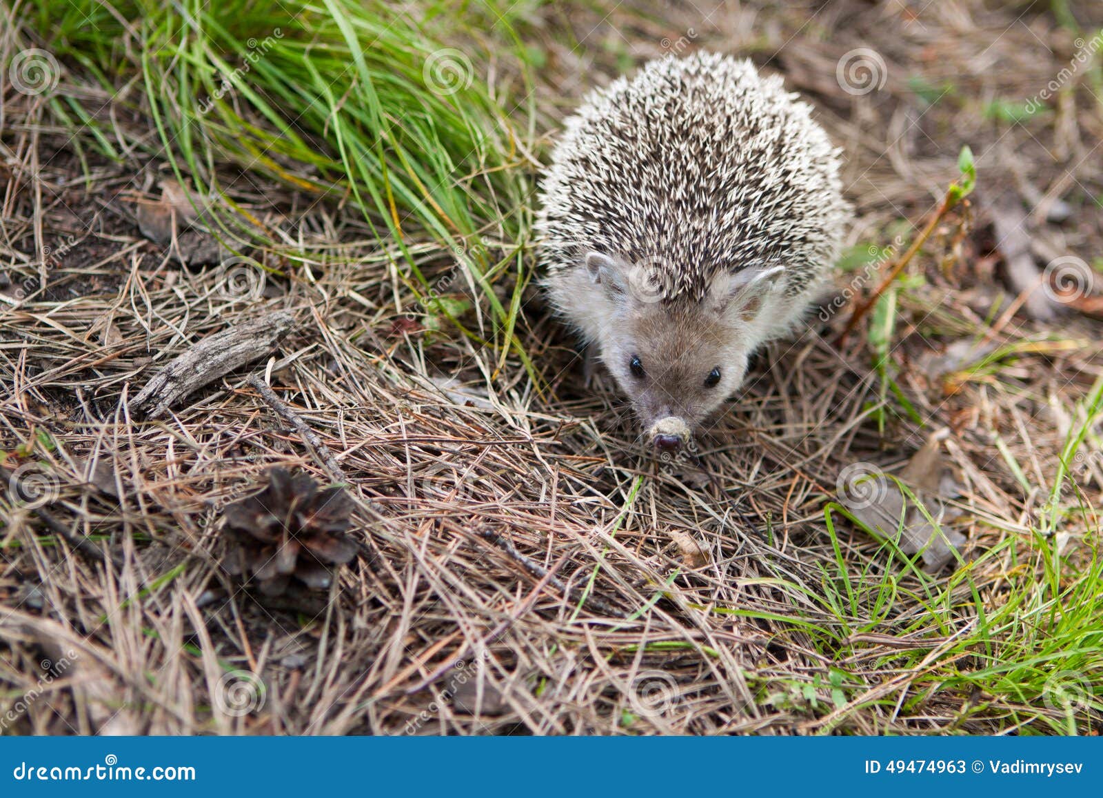 Hedgehog in Their Natural Habitat Stock Image - Image of rodent ...