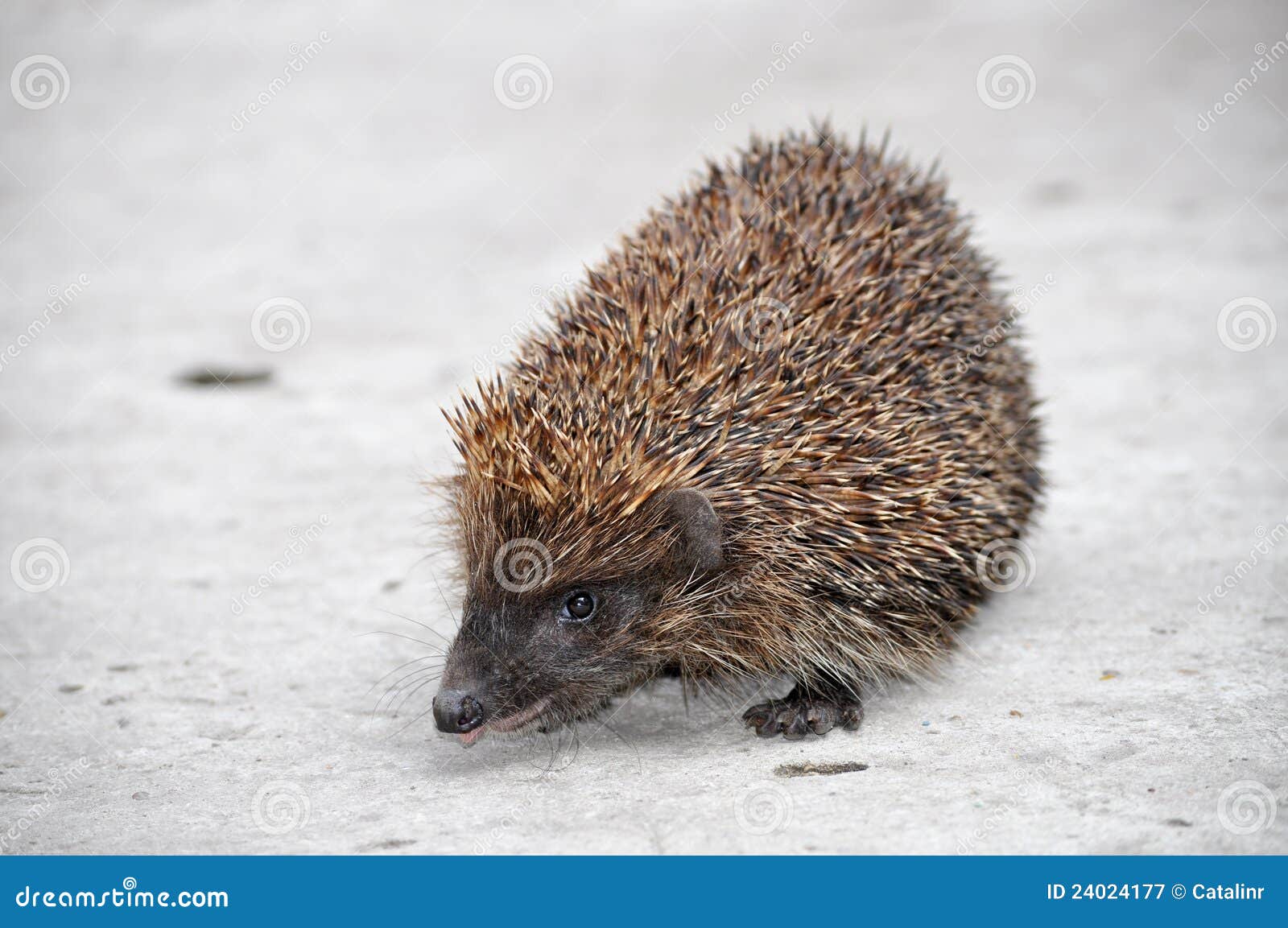 Hedgehog with tongue out stock image. Image of hair, hedge - 24024177