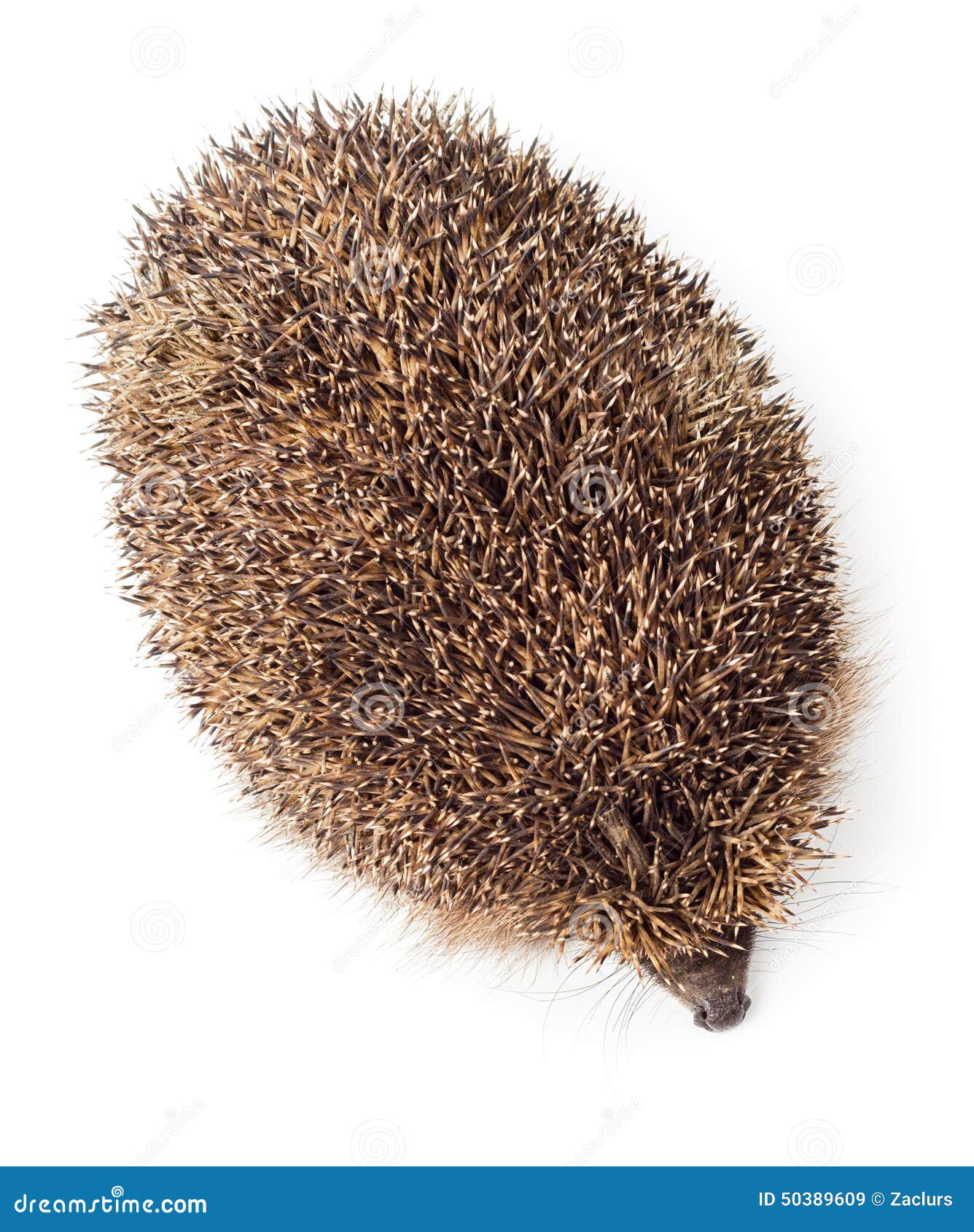Hedgehog top view stock image. Image of self, hedgehog - 50389609