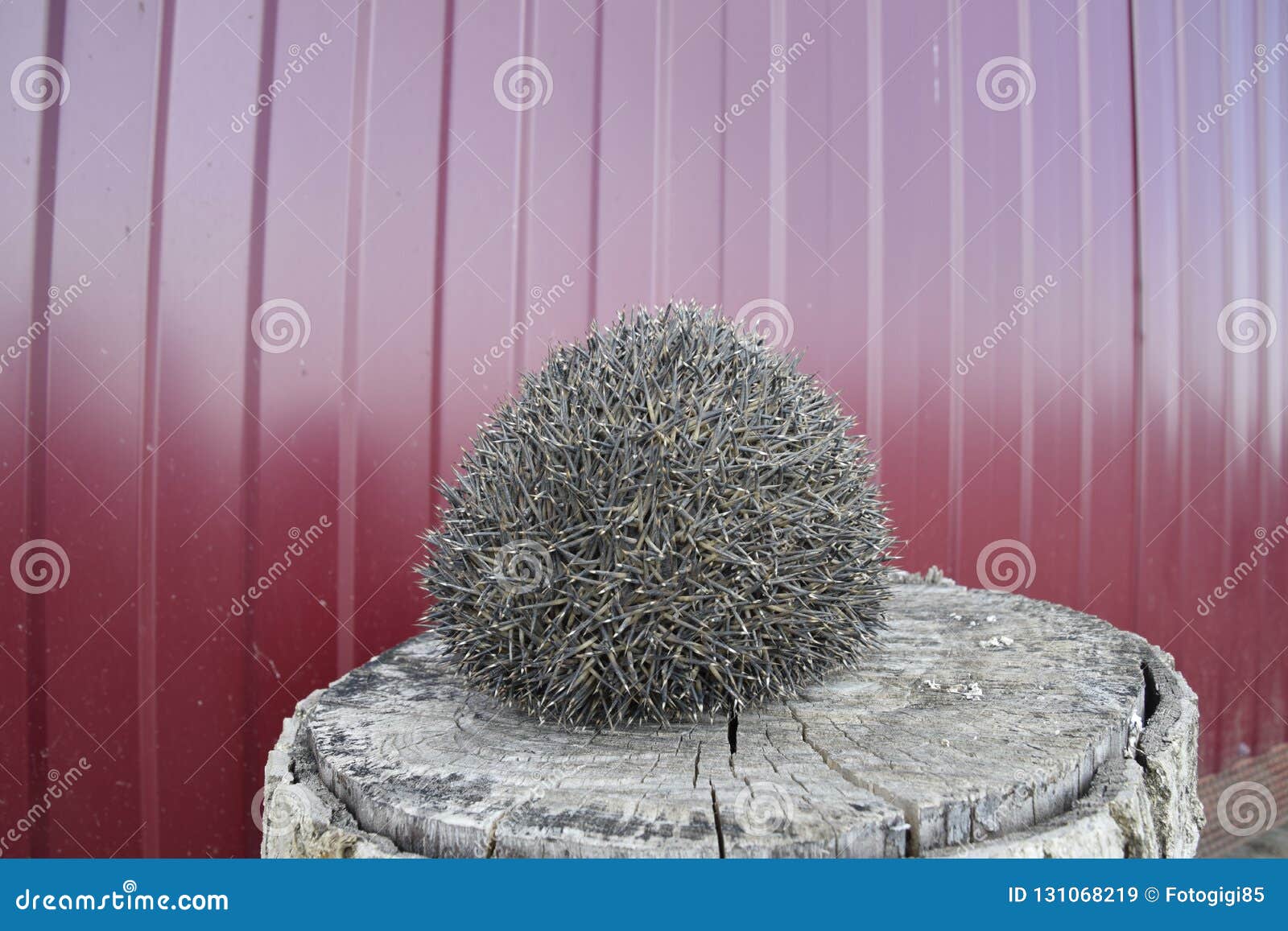 Hedgehog on the Tree Stump. Hedgehog Curled Up into a Ball Stock Image ...