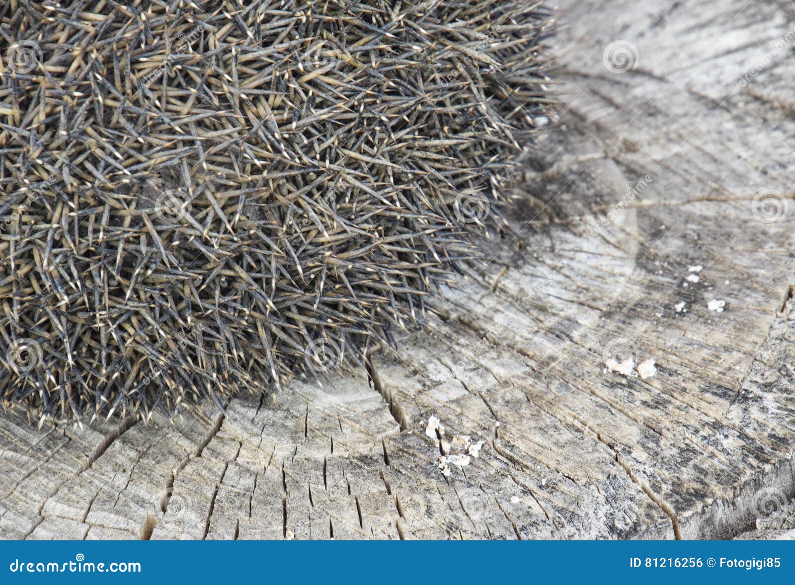 Hedgehog on the Tree Stump. Hedgehog Curled Up into a Ball Stock Photo ...
