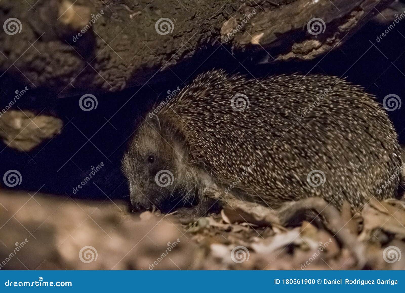 Hedgehog under a log stock photo. Image of leaf, cautious - 180561900