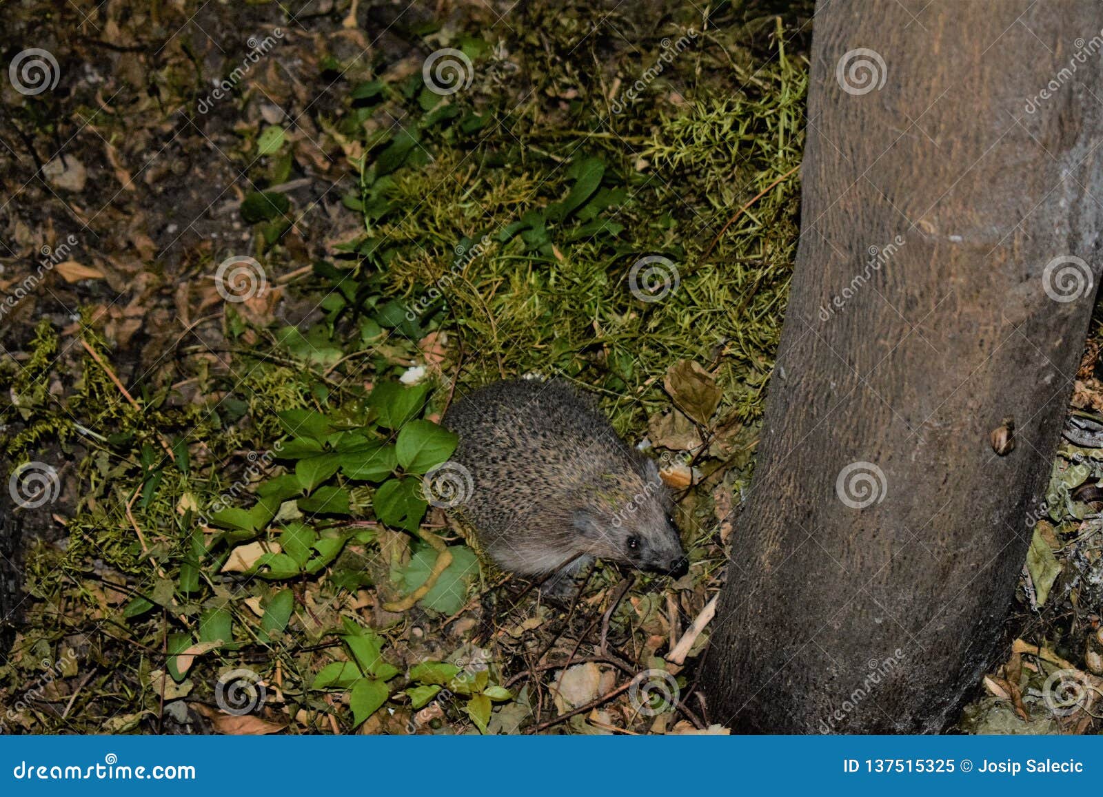 Hedgehog Under the Orange Tree Stock Image - Image of weather, close ...