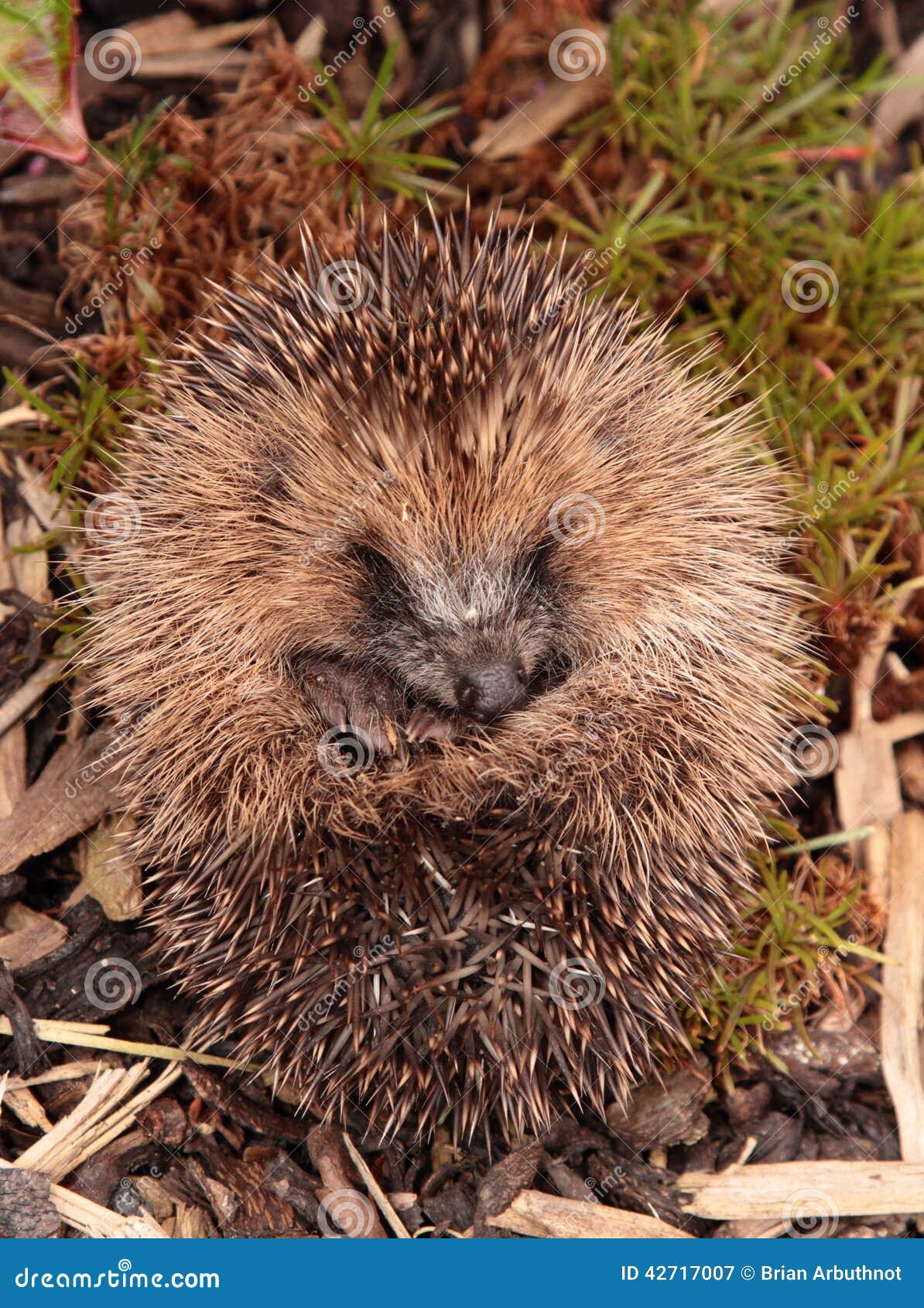 Hedgehog. stock image. Image of wild, wildlife, hedgehog - 42717007