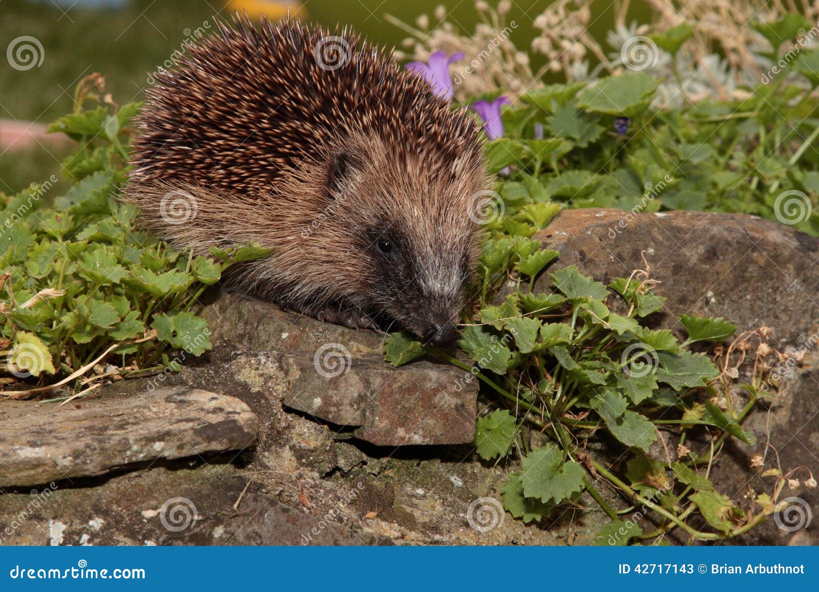 533 Hedgehog Profile View Stock Photos - Free & Royalty-Free Stock ...