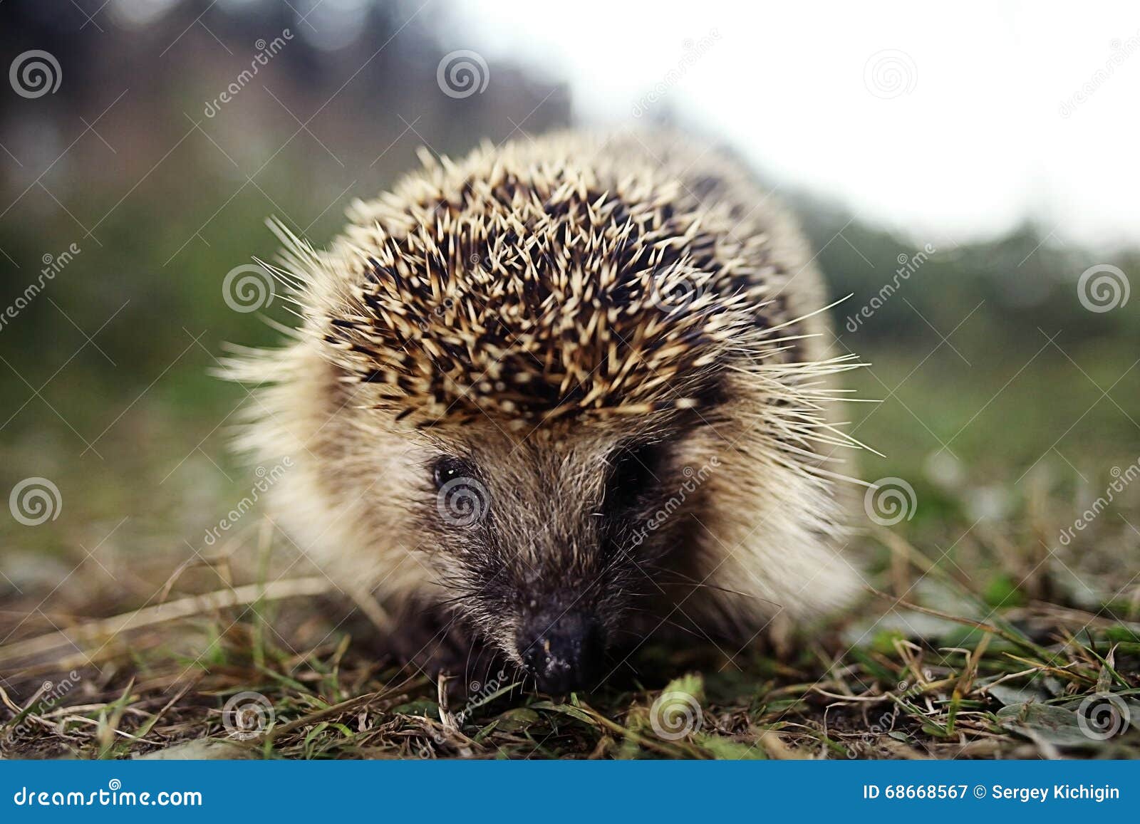 Hedgehog Wakes Up in Spring Stock Image - Image of forest, ball: 68668567