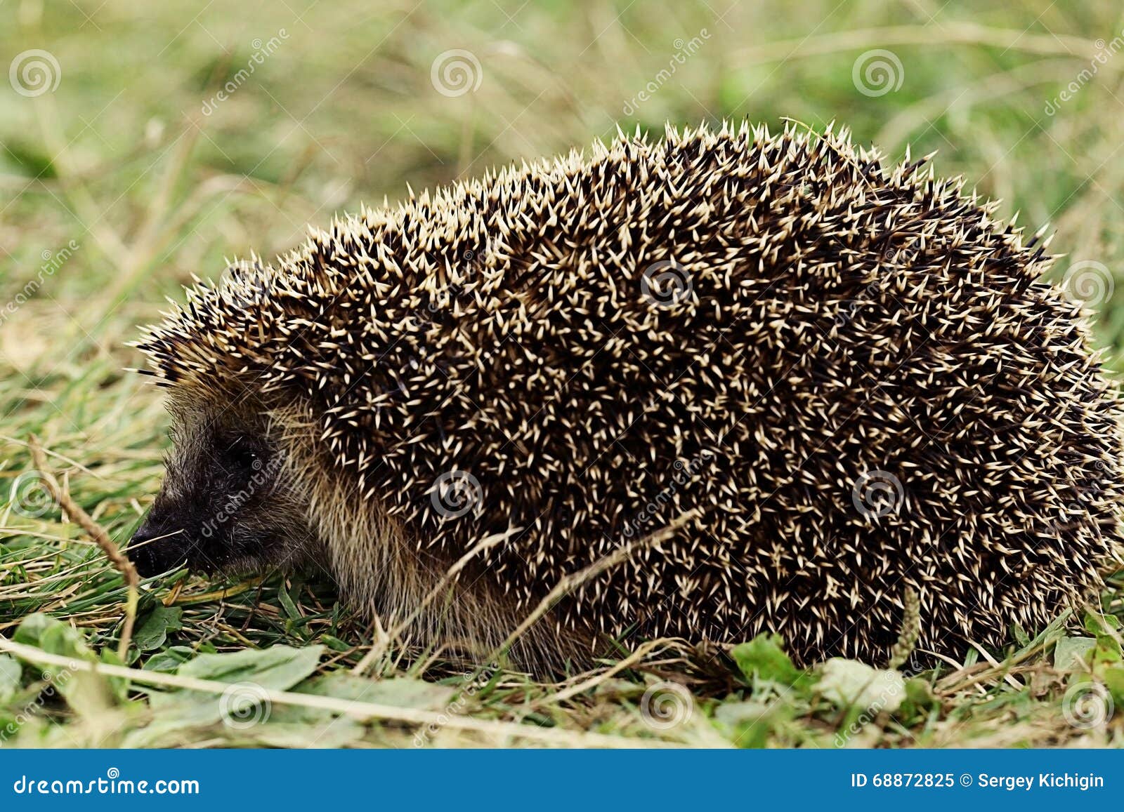 Hedgehog stock image. Image of forest, garden, ball, alert - 68872825