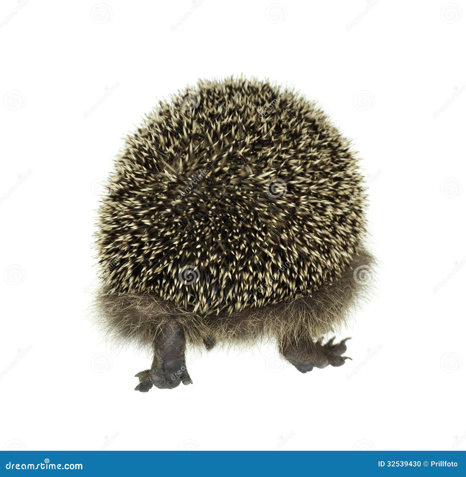 Hedgehog walking away stock photo. Image of allegory - 32539430