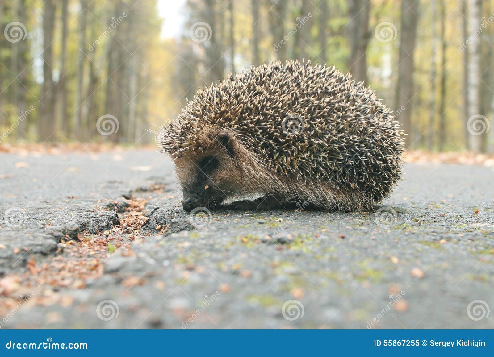 Hedgehog walking at forest stock image. Image of european - 55867255