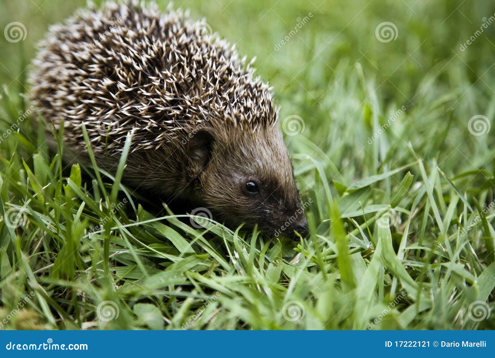 Hedgehog walking on grass stock image. Image of spiny - 17222121