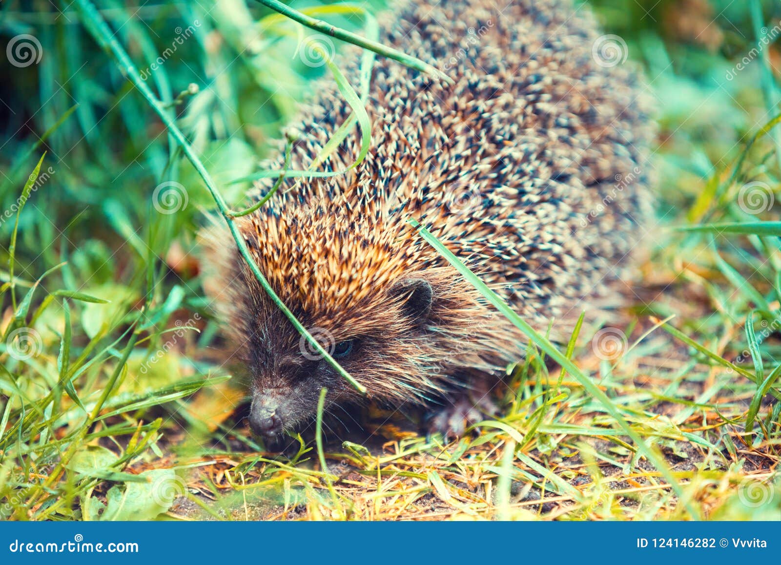Hedgehog Walking in the Grass Stock Photo - Image of european, nature ...