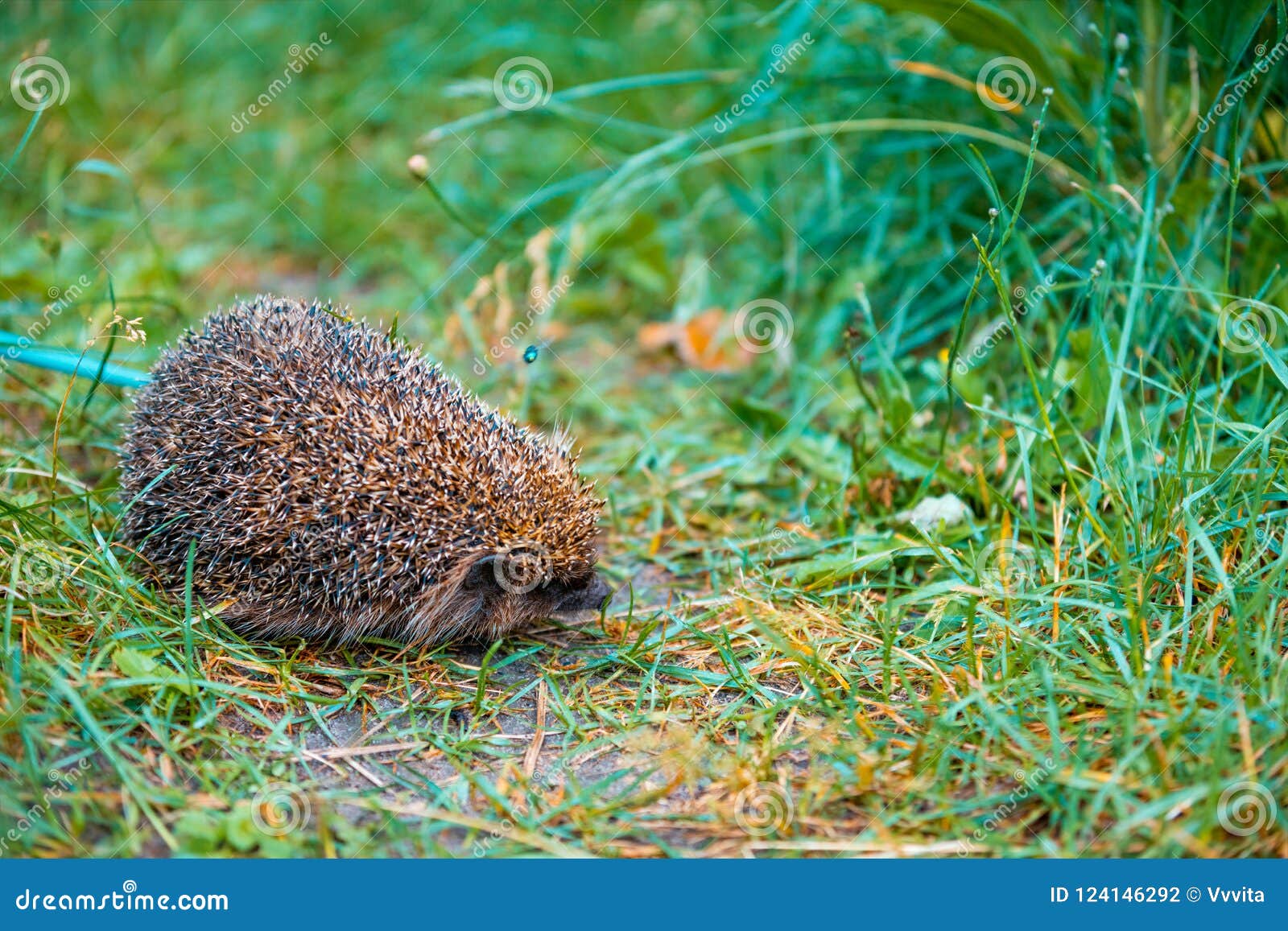 Hedgehog Walking in the Grass Stock Photo - Image of alert, erinaceus ...