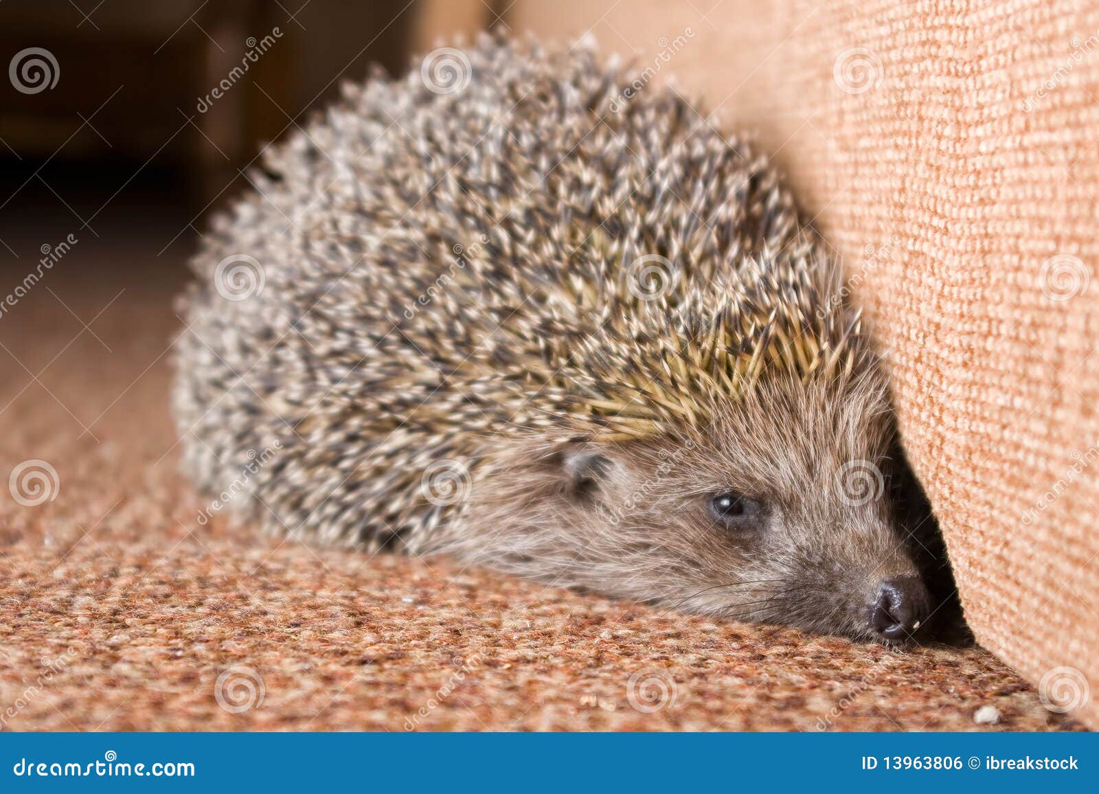 Hedgehog Walking Indoors Closeup Stock Photo - Image of muzzle ...
