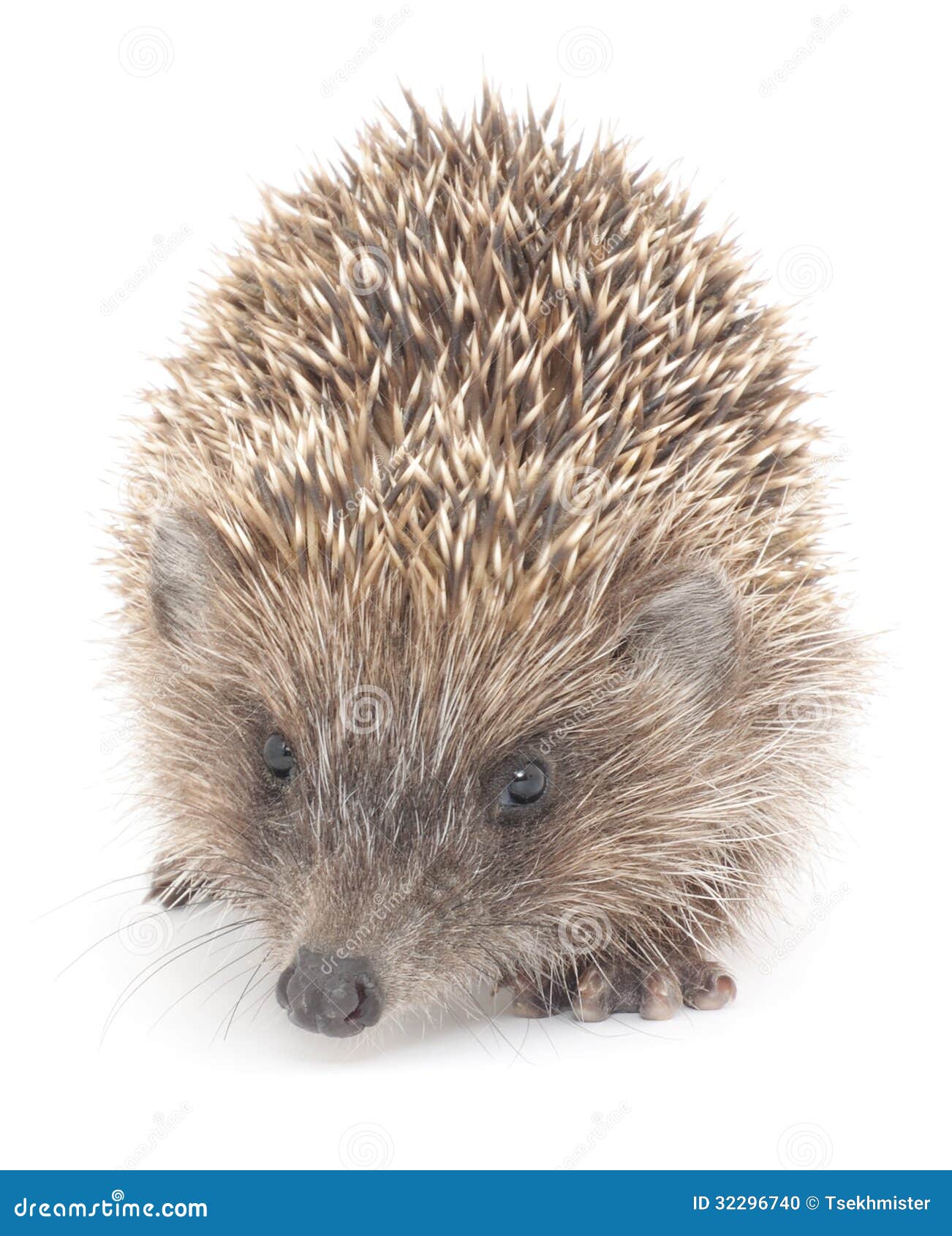 Hedgehog stock photo. Image of protection, mammals, front - 32296740