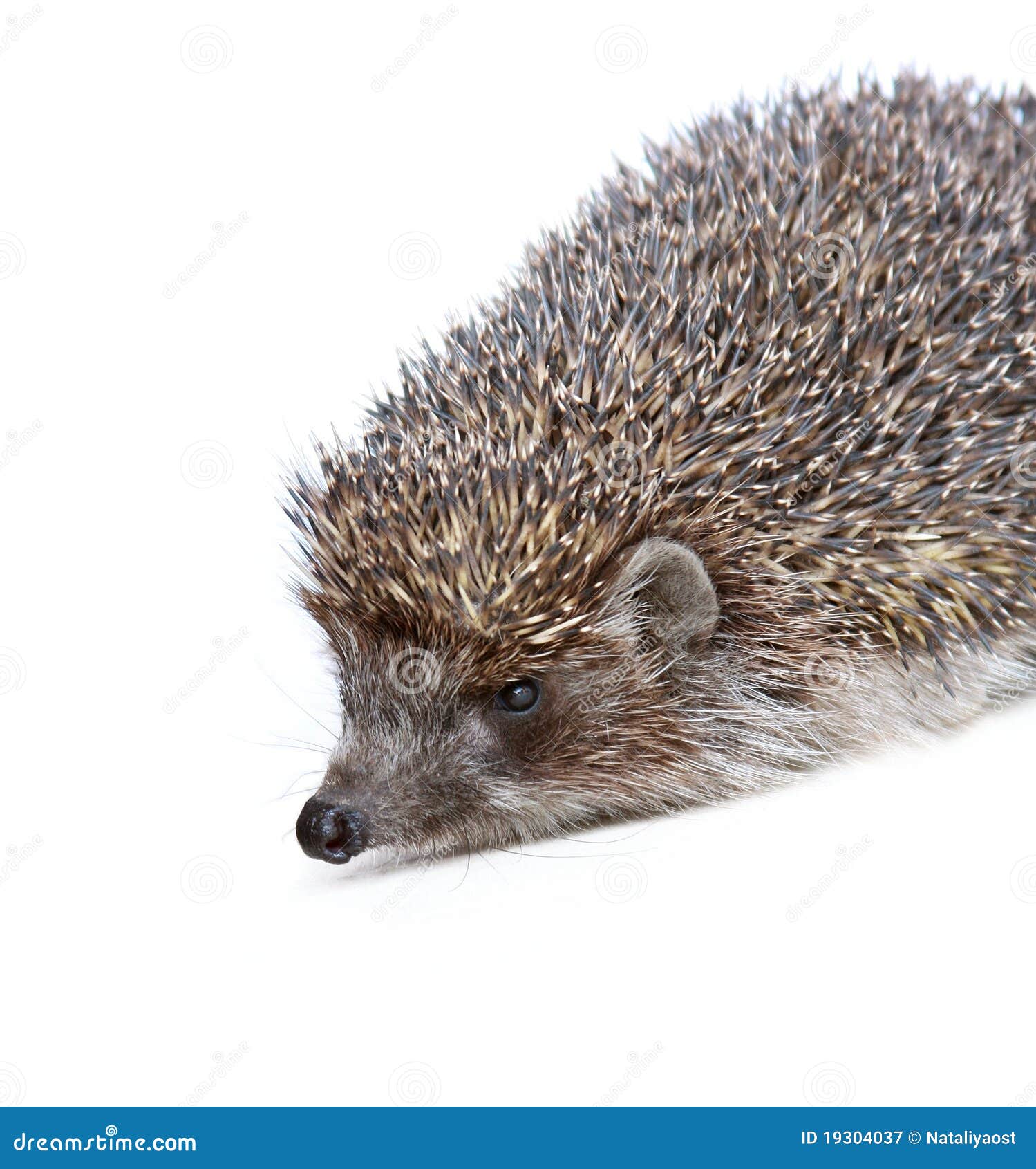 Hedgehog on a White Background Stock Image - Image of curious, black ...
