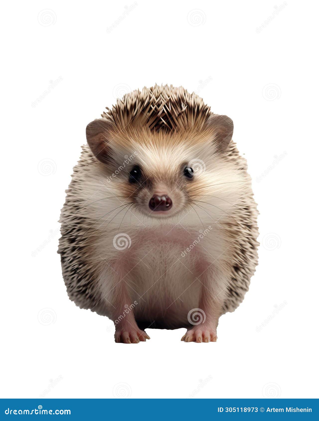 Hedgehog on White Background. Stock Illustration - Illustration of ...