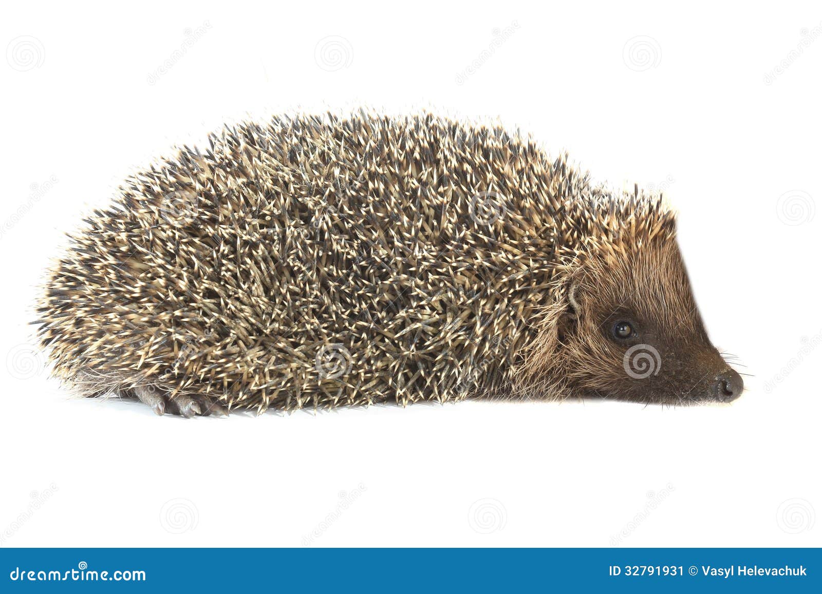 Hedgehog stock image. Image of wildlife, shot, bristle - 32791931