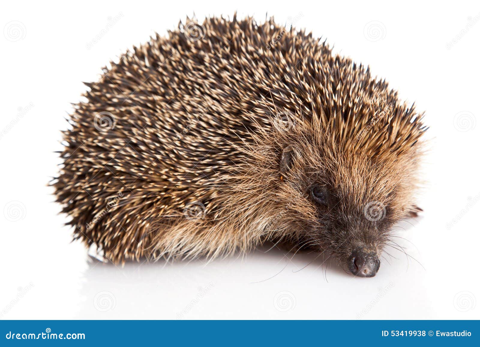 Hedgehog stock photo. Image of isolated, shot, waddle - 53419938