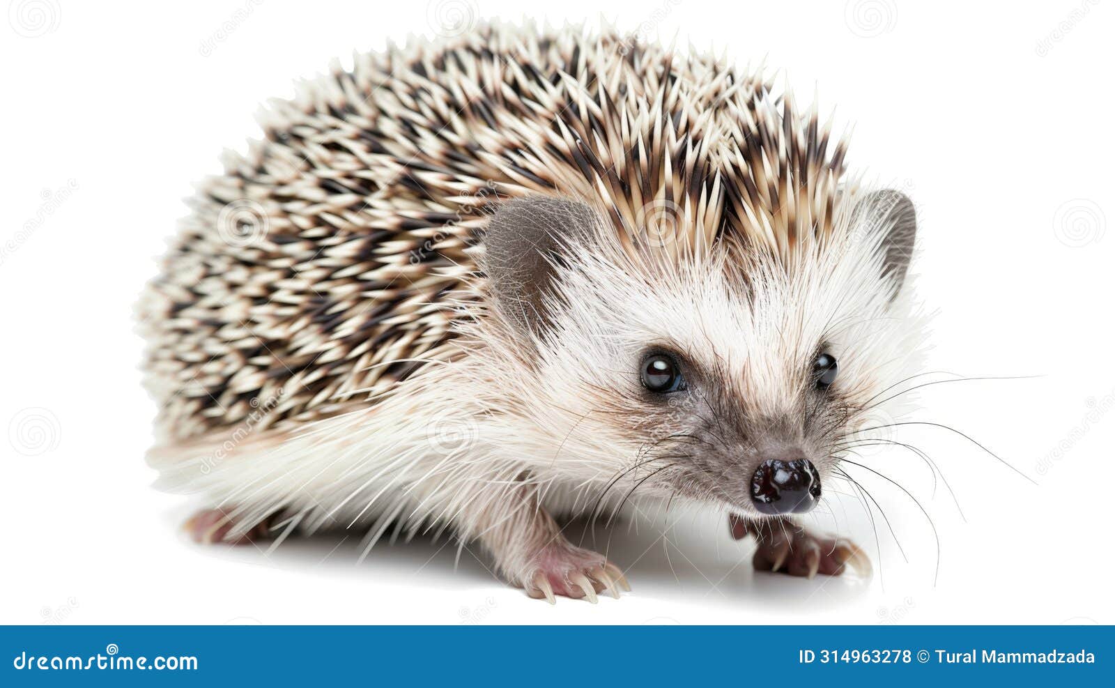 Hedgehog on White Background with Black Nose and Tail Stock Photo ...