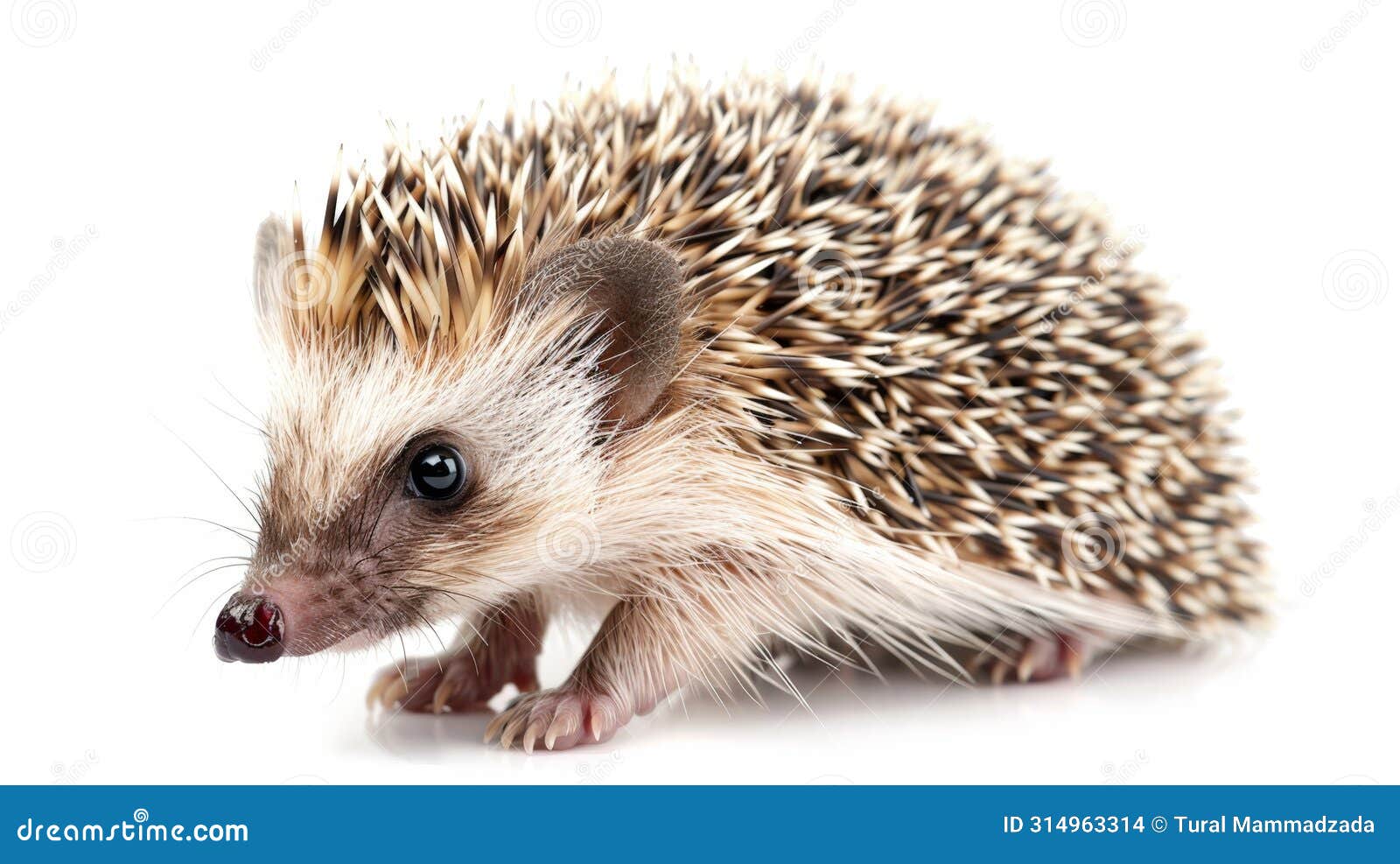 Hedgehog with White Background and Brown Face Stock Photo - Image of ...