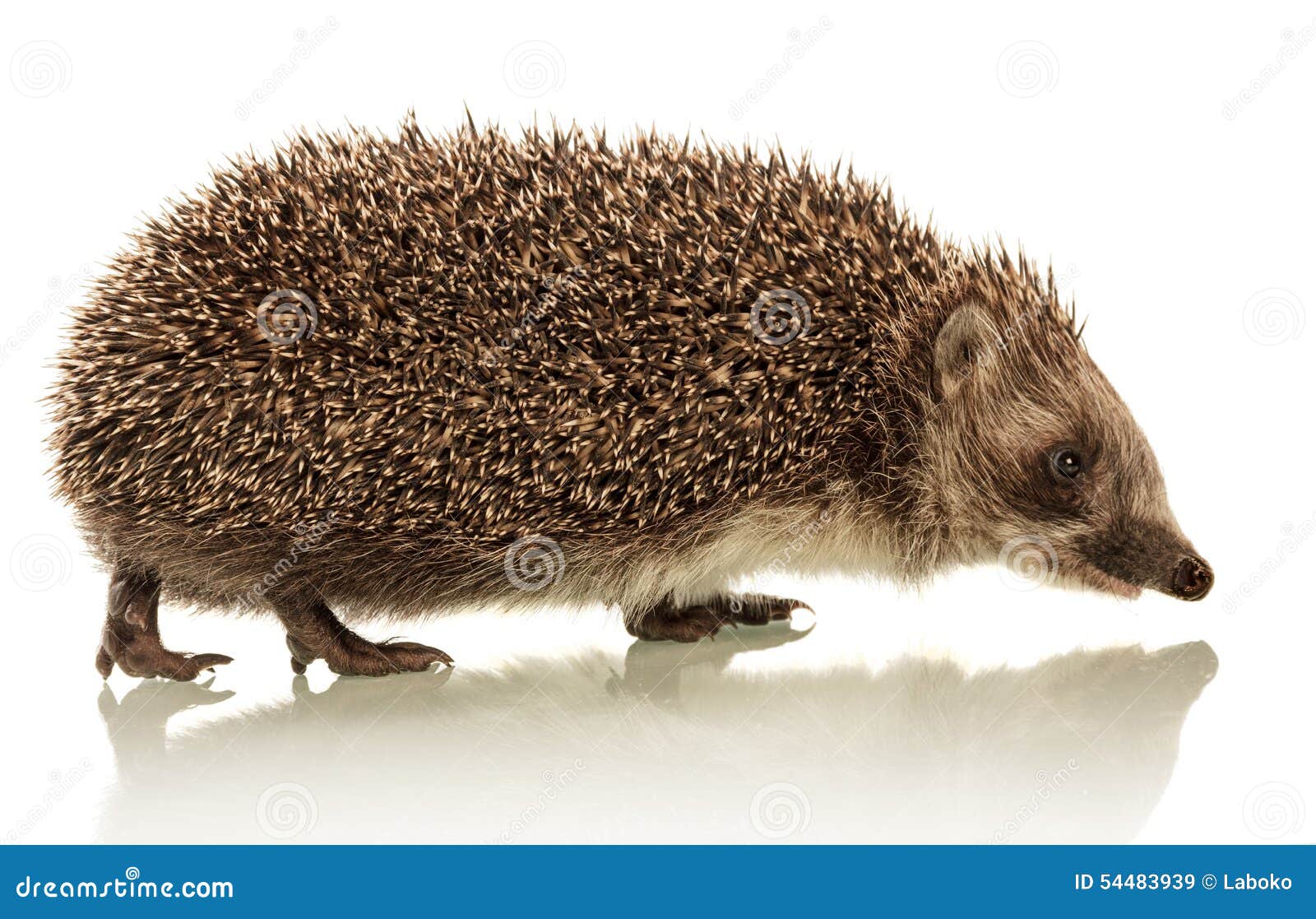 Hedgehog on White Background Stock Image - Image of whiskers, spiny ...