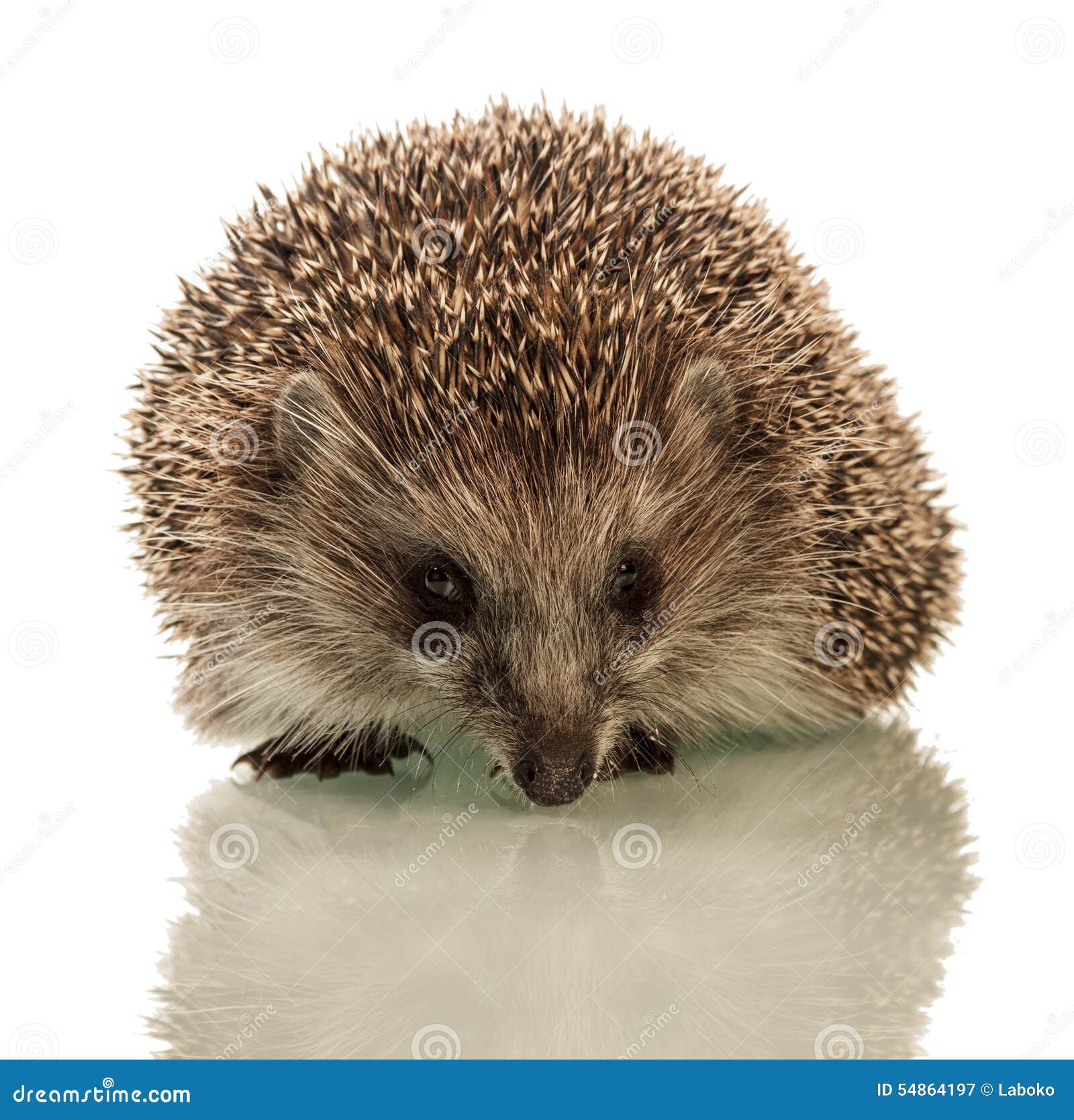 Hedgehog on White Background Stock Image - Image of cute, lovely: 54864197