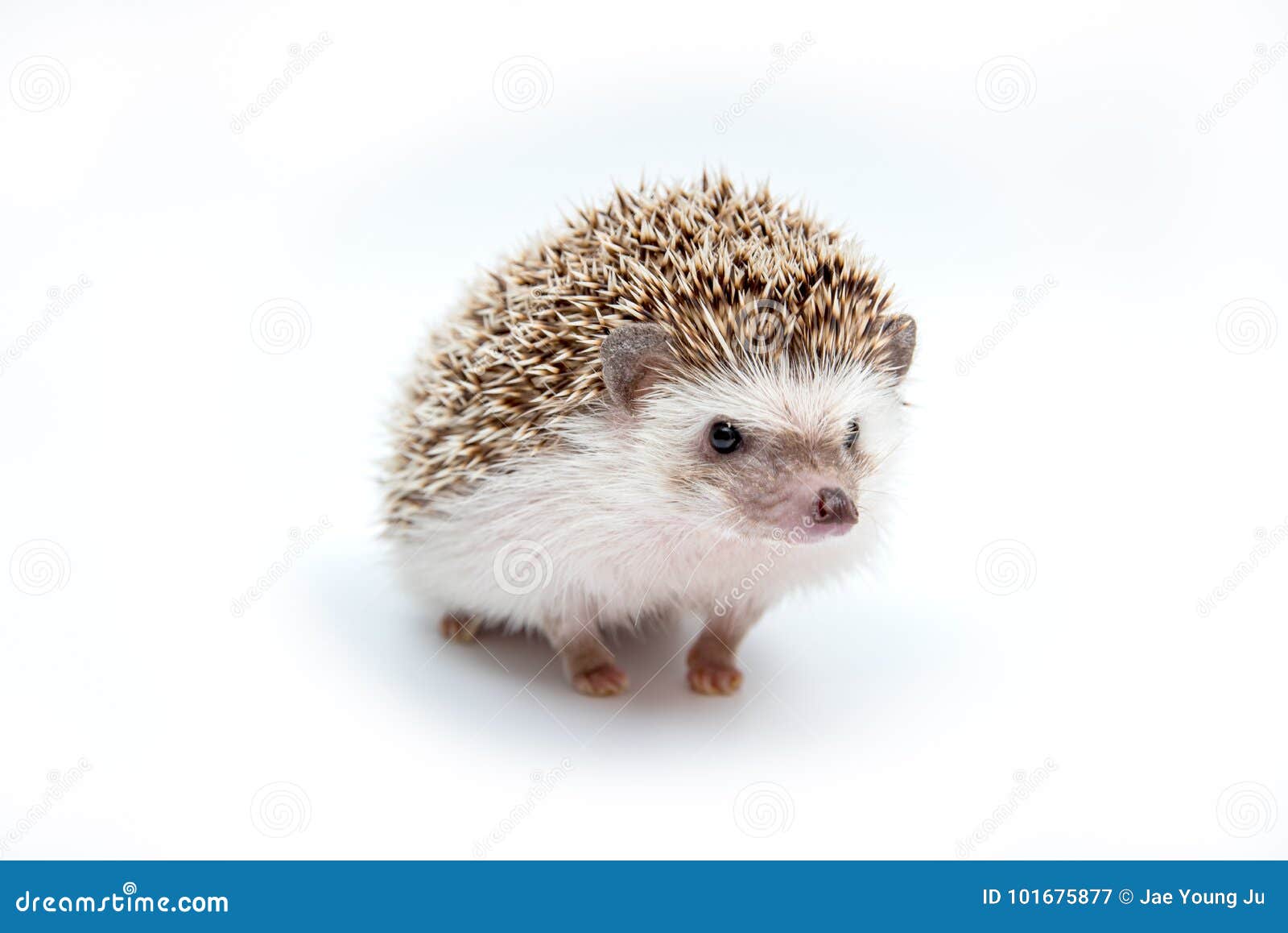 Hedgehog on the White Background Stock Image - Image of cute, green ...