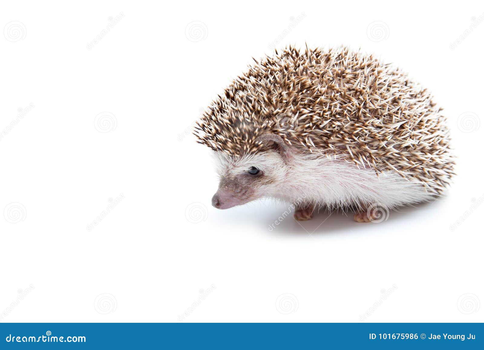 Hedgehog on the White Background Stock Photo - Image of nature ...