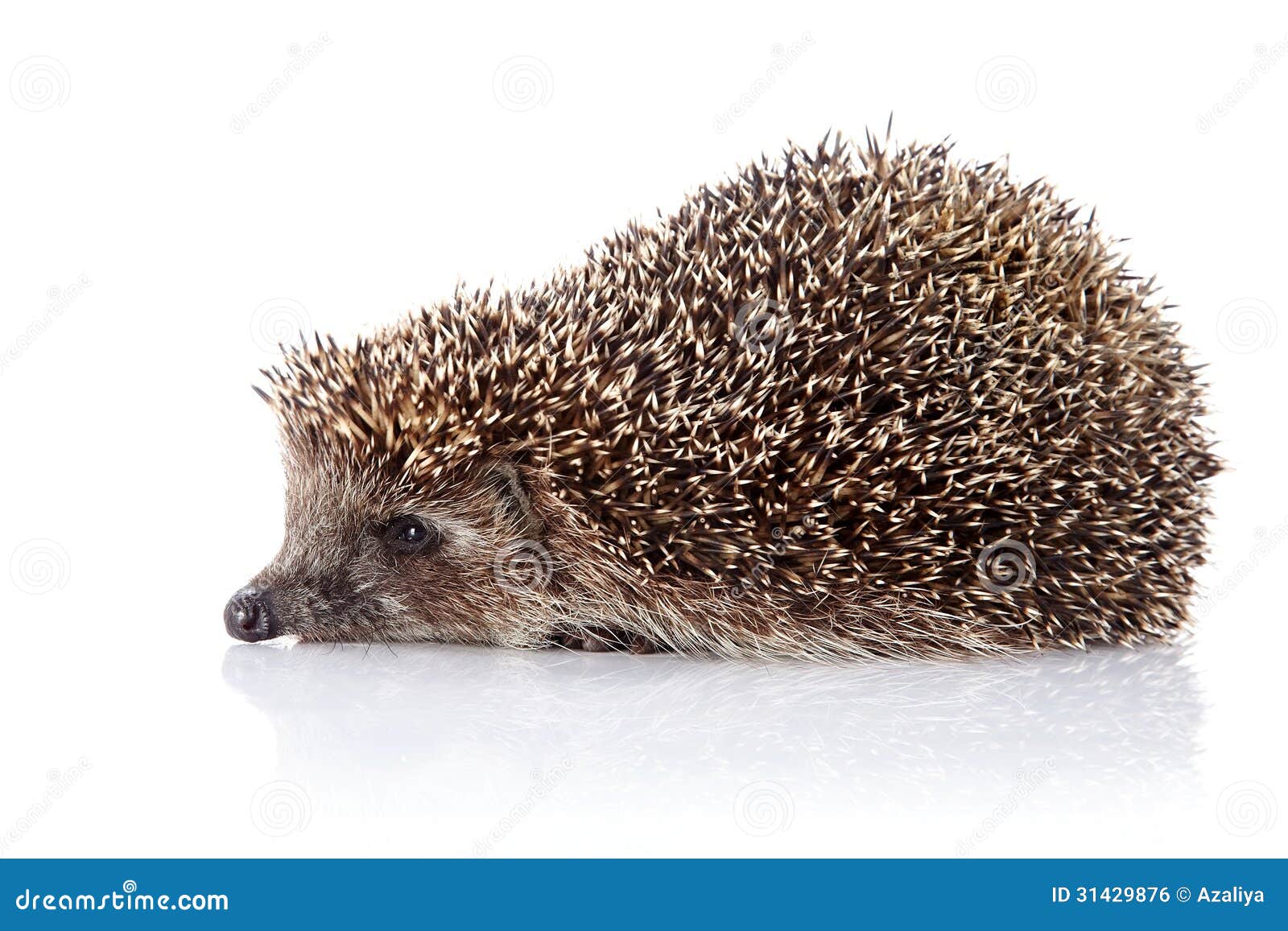 Hedgehog on a White Background Stock Photo - Image of spine, pets: 31429876