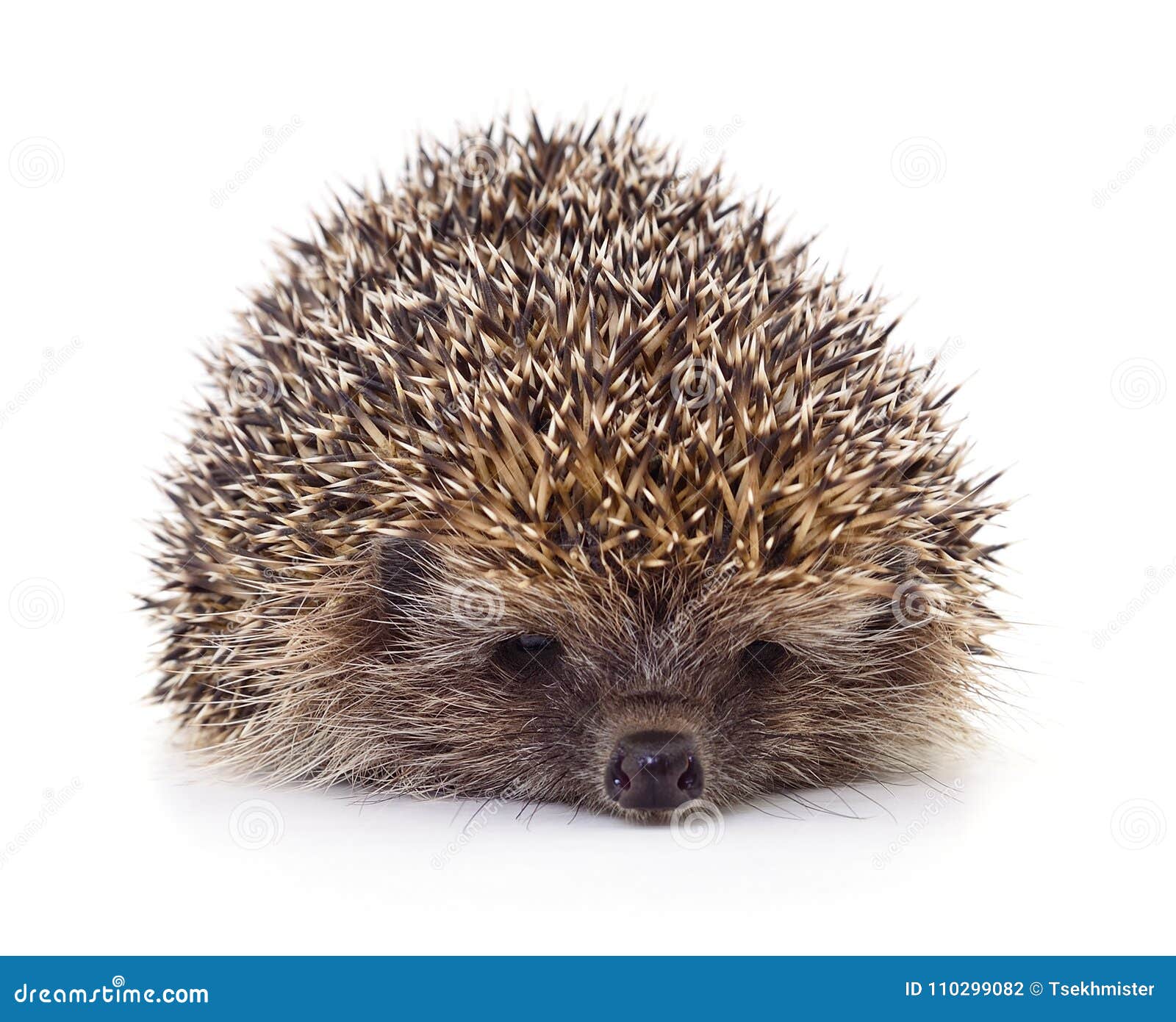 Hedgehog on white. stock photo. Image of wildlife, bristle - 110299082