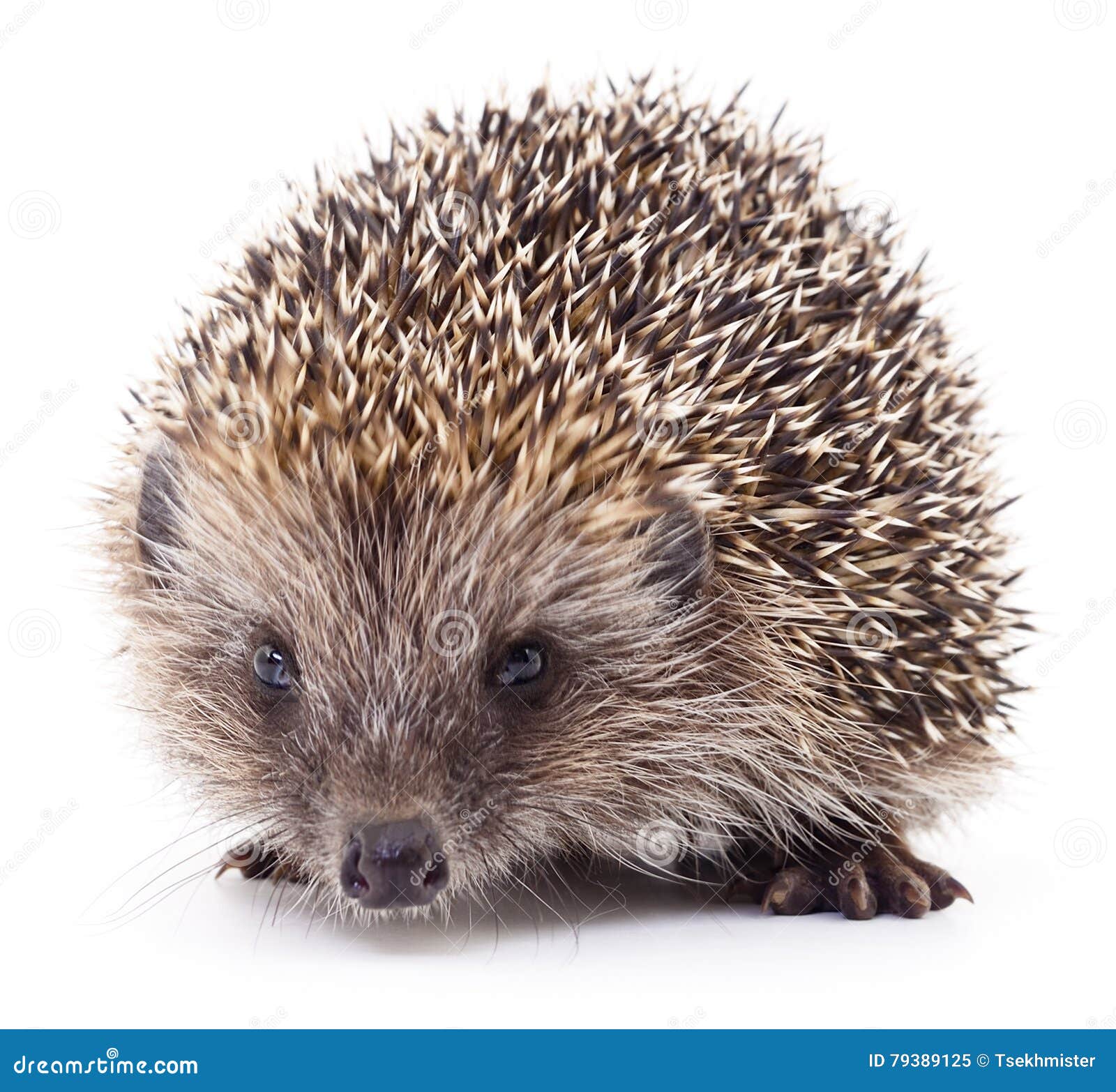 Hedgehog on white. stock image. Image of spiked, studio - 79389125