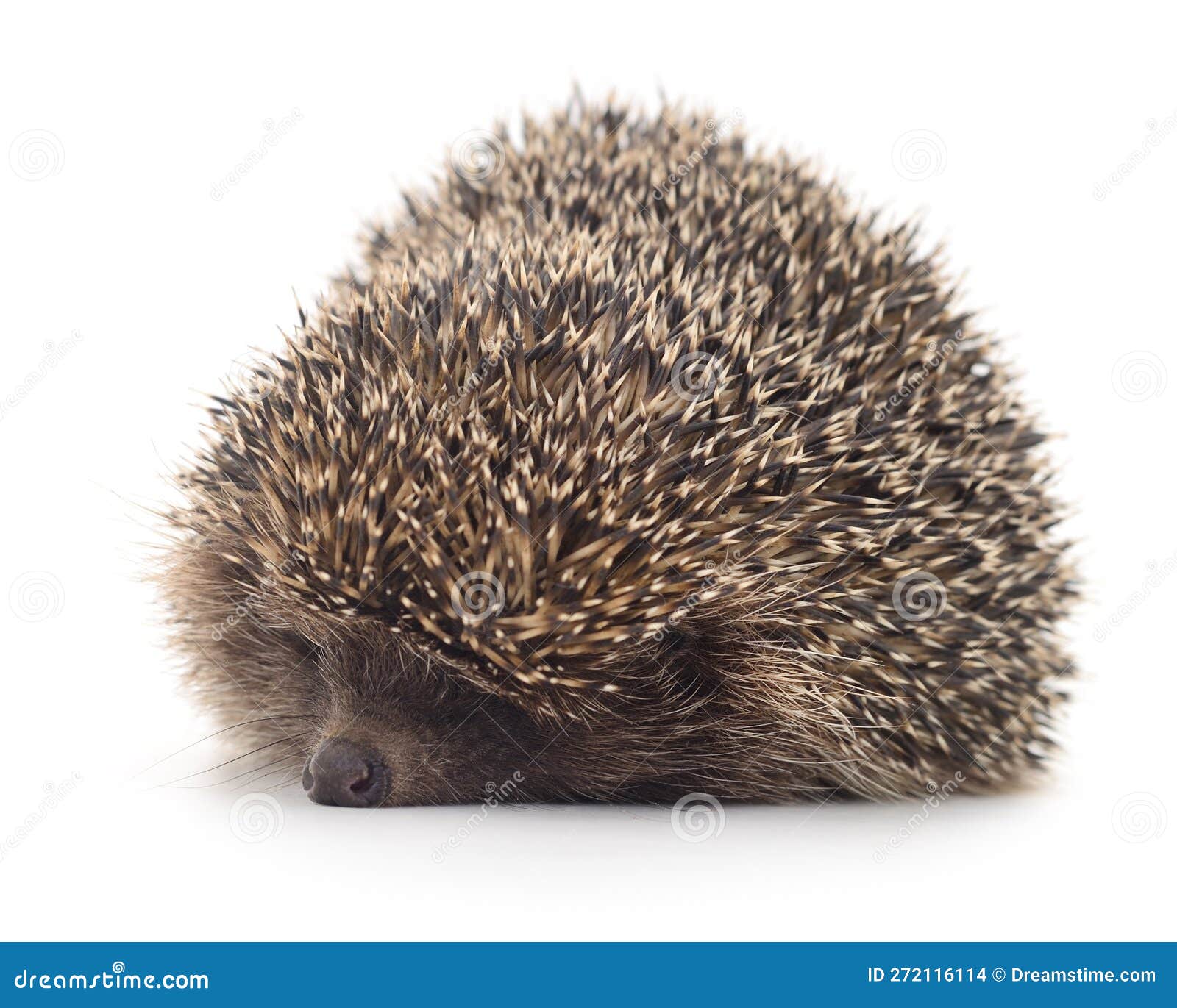 Hedgehog on white stock photo. Image of brown, animals - 272116114