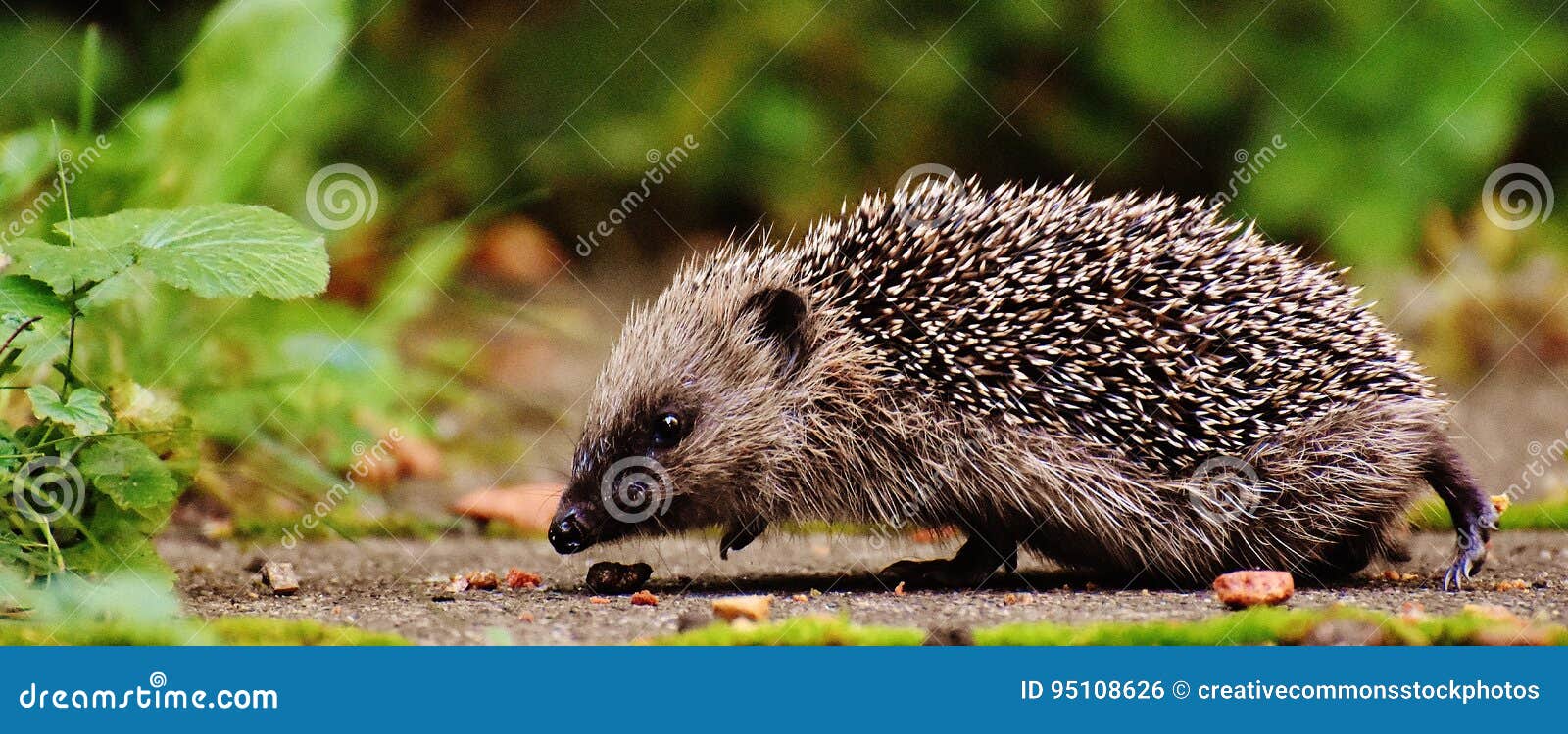 Hedgehog In Wild Picture. Image: 95108626