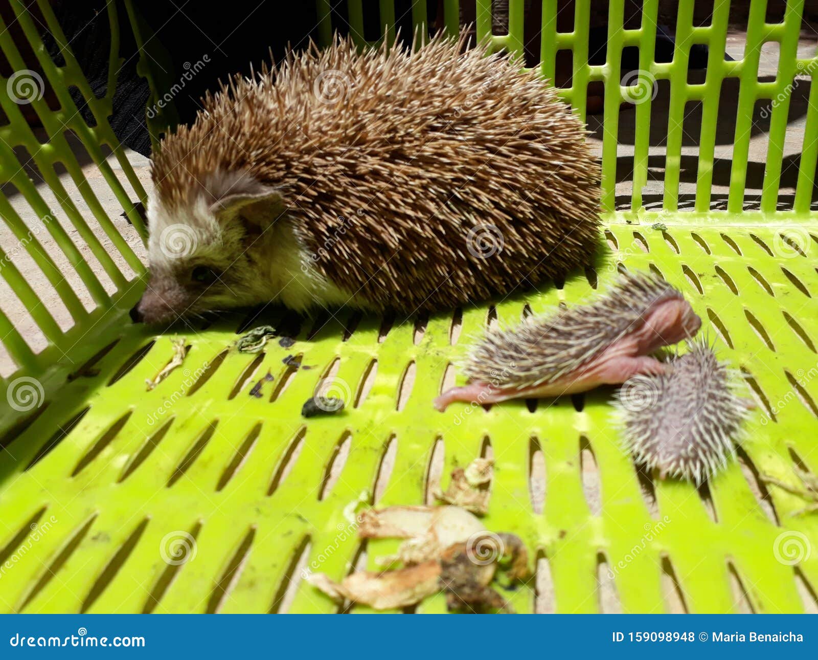 Hedgehog stock photo. Image of baby, wild, small, hedgehog - 159098948