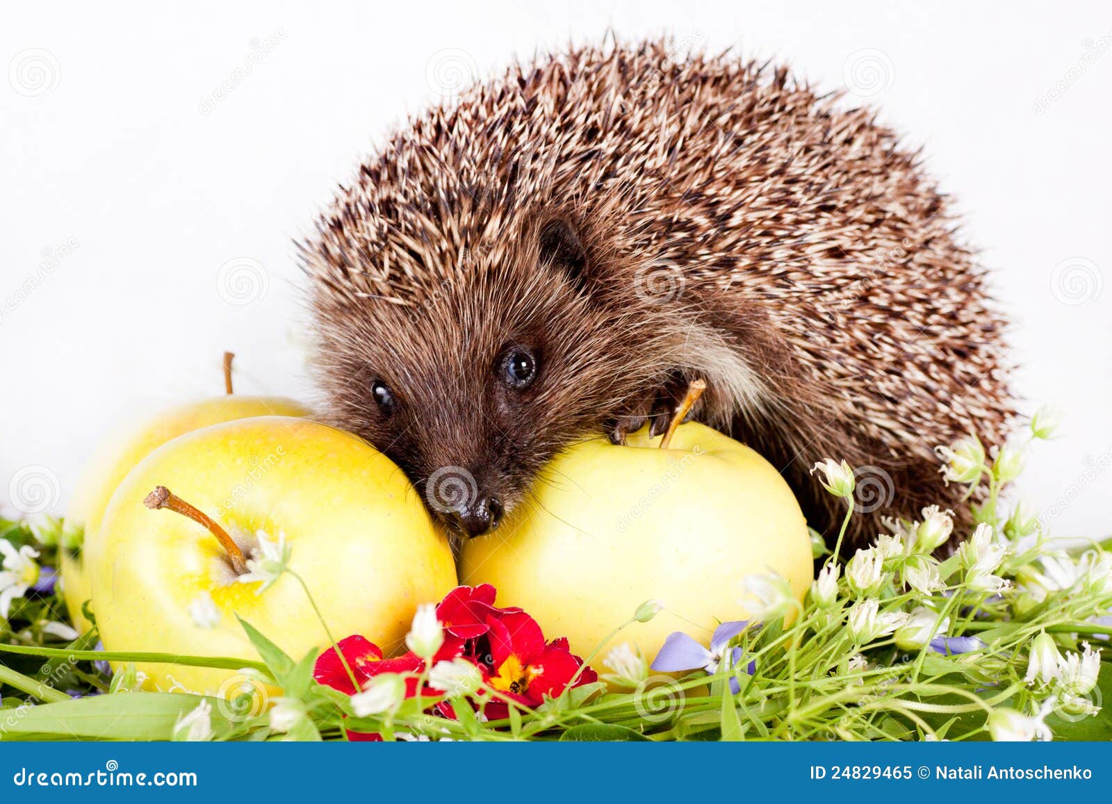 Hedgehog, Wild, Native, Hedgehog On Grass In The Garden At Night In ...