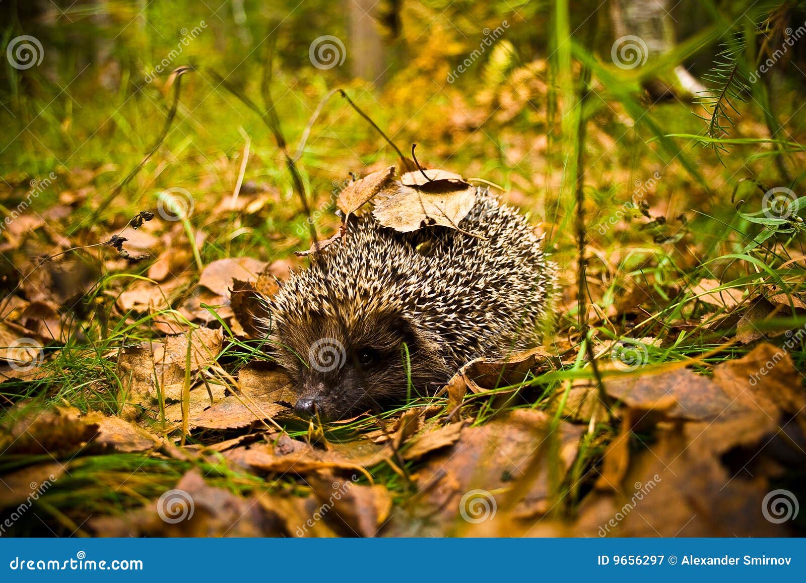 Hedgehog In Wood With Leaves On Prickles Picture. Image: 9656297