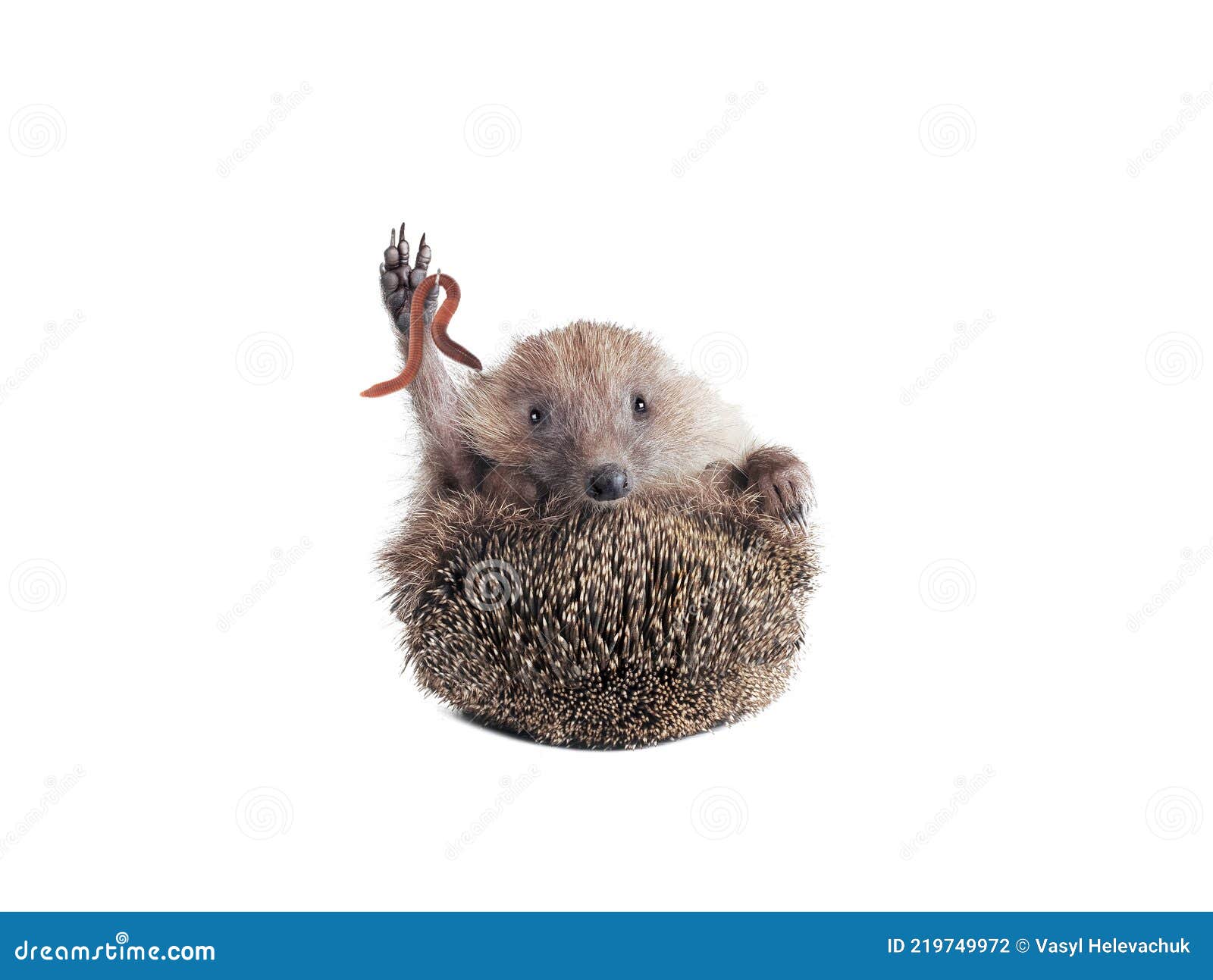Hedgehog with Worm Holding in Paw Isolated on White Background Stock ...